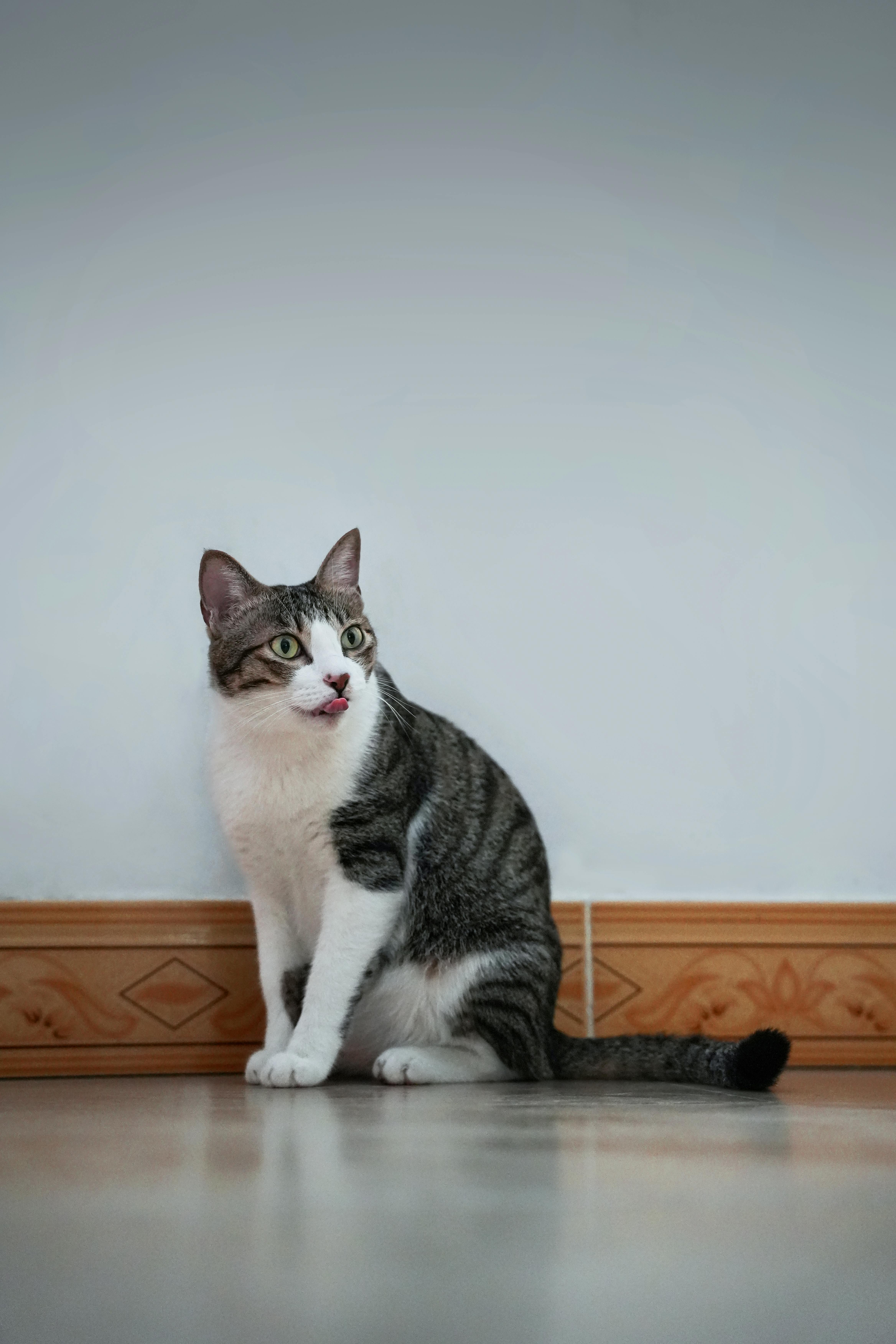 Cat 4k Pc Wall Paper Photos, Download The BEST Free Cat 4k Pc Wall ...