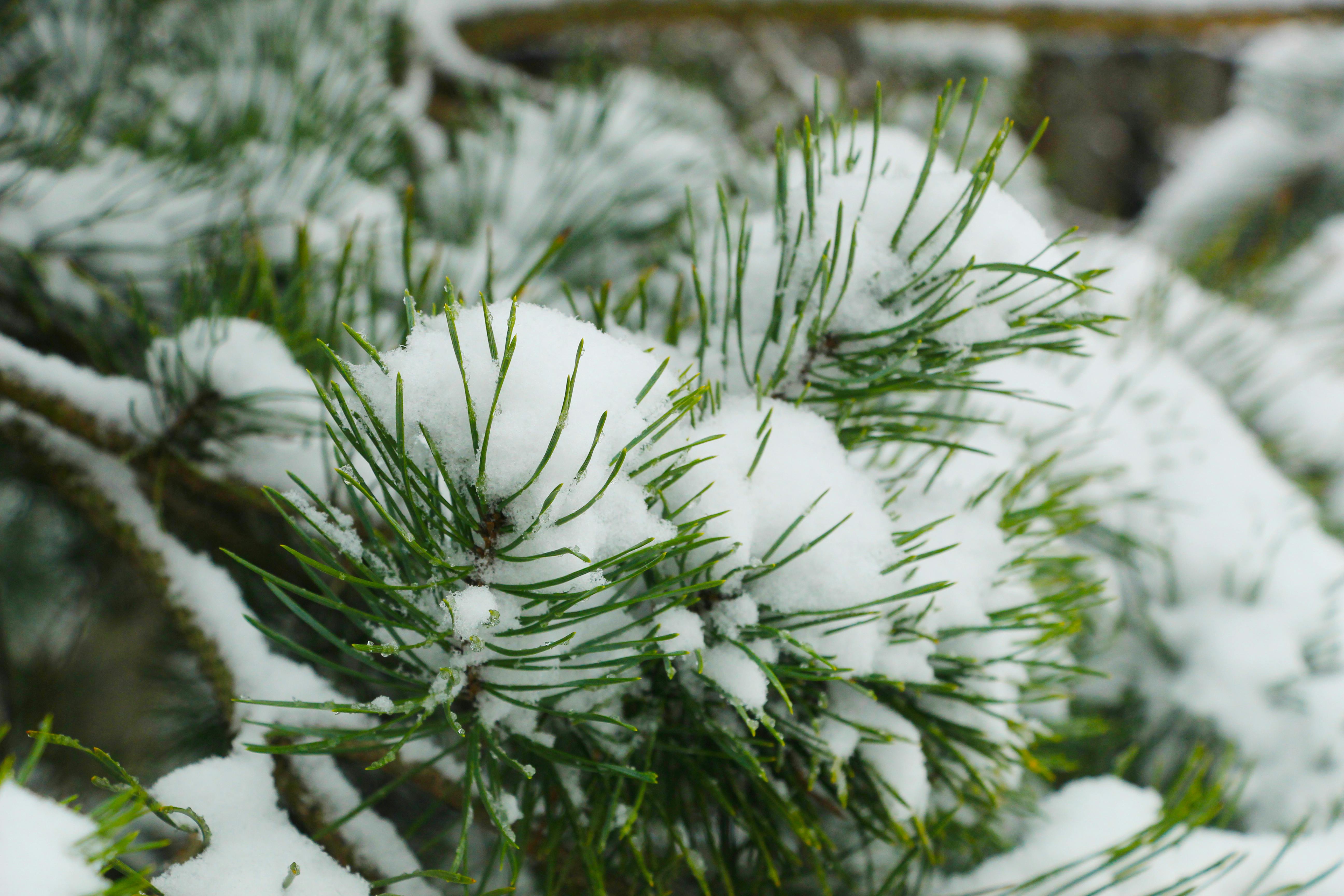Close-up of Snow-Covered Pine Branch in Winter · Free Stock Photo