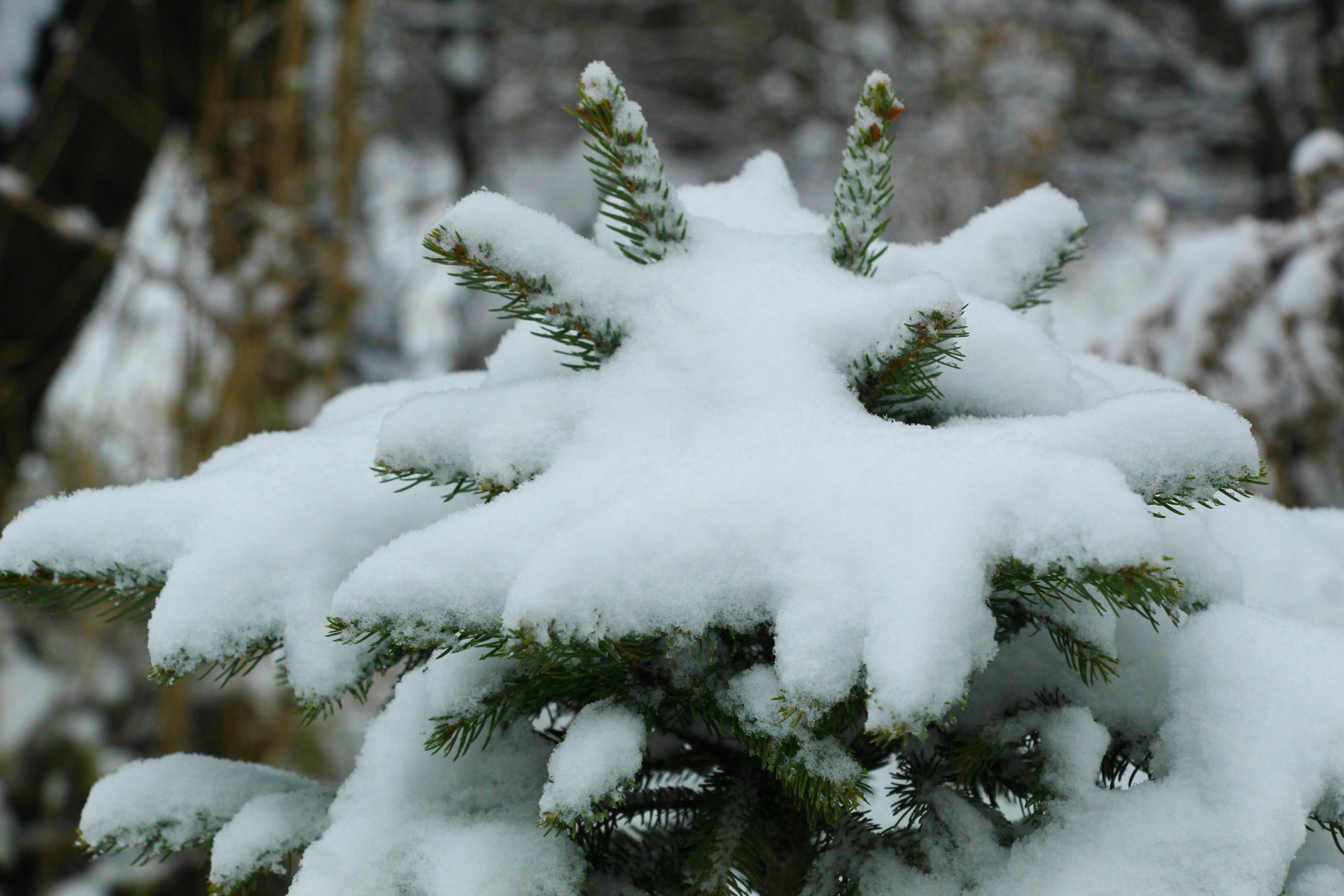 Winter Nature Photos, Download The BEST Free Winter Nature Stock Photos ...