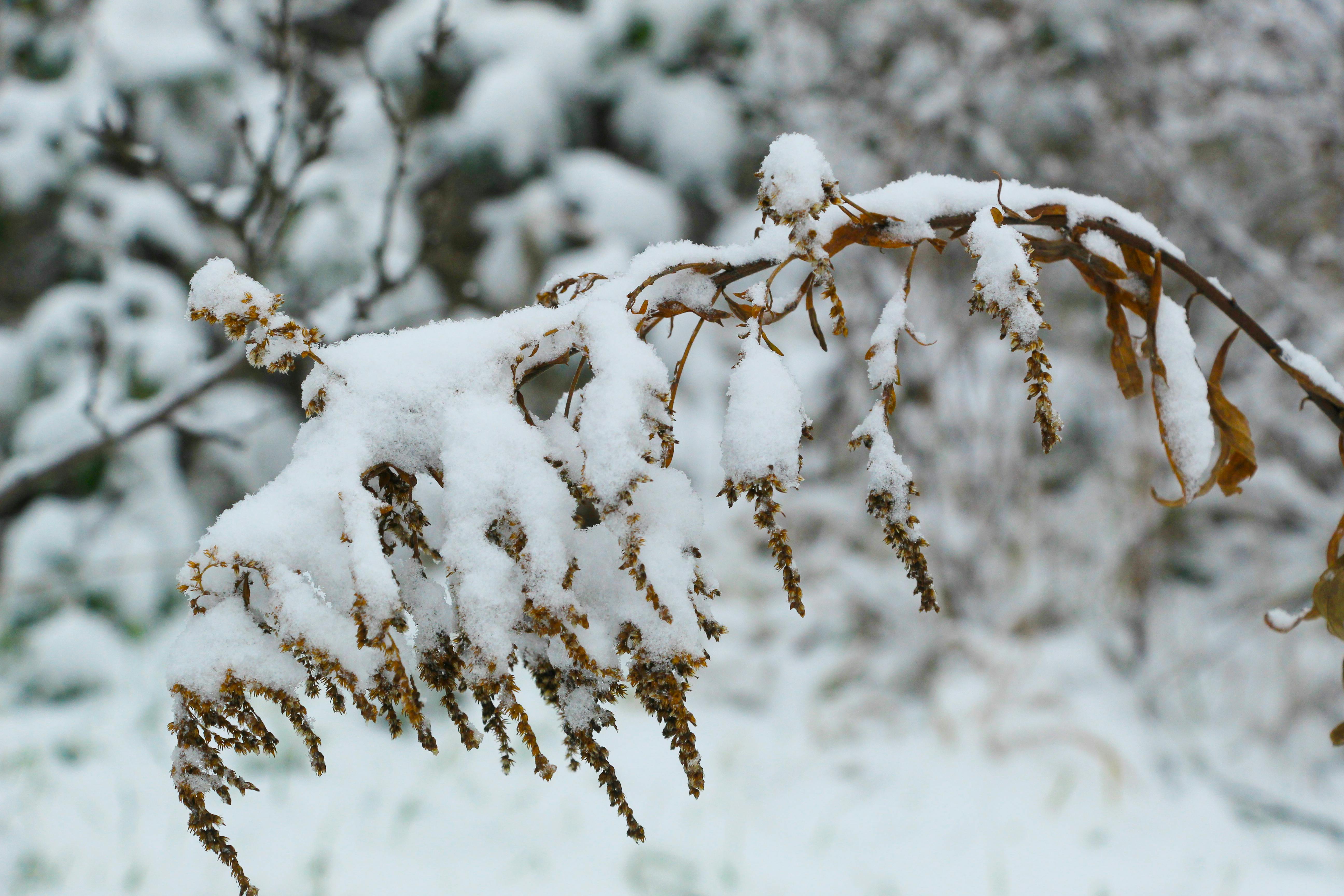 Winter Nature Photos, Download The BEST Free Winter Nature Stock Photos ...