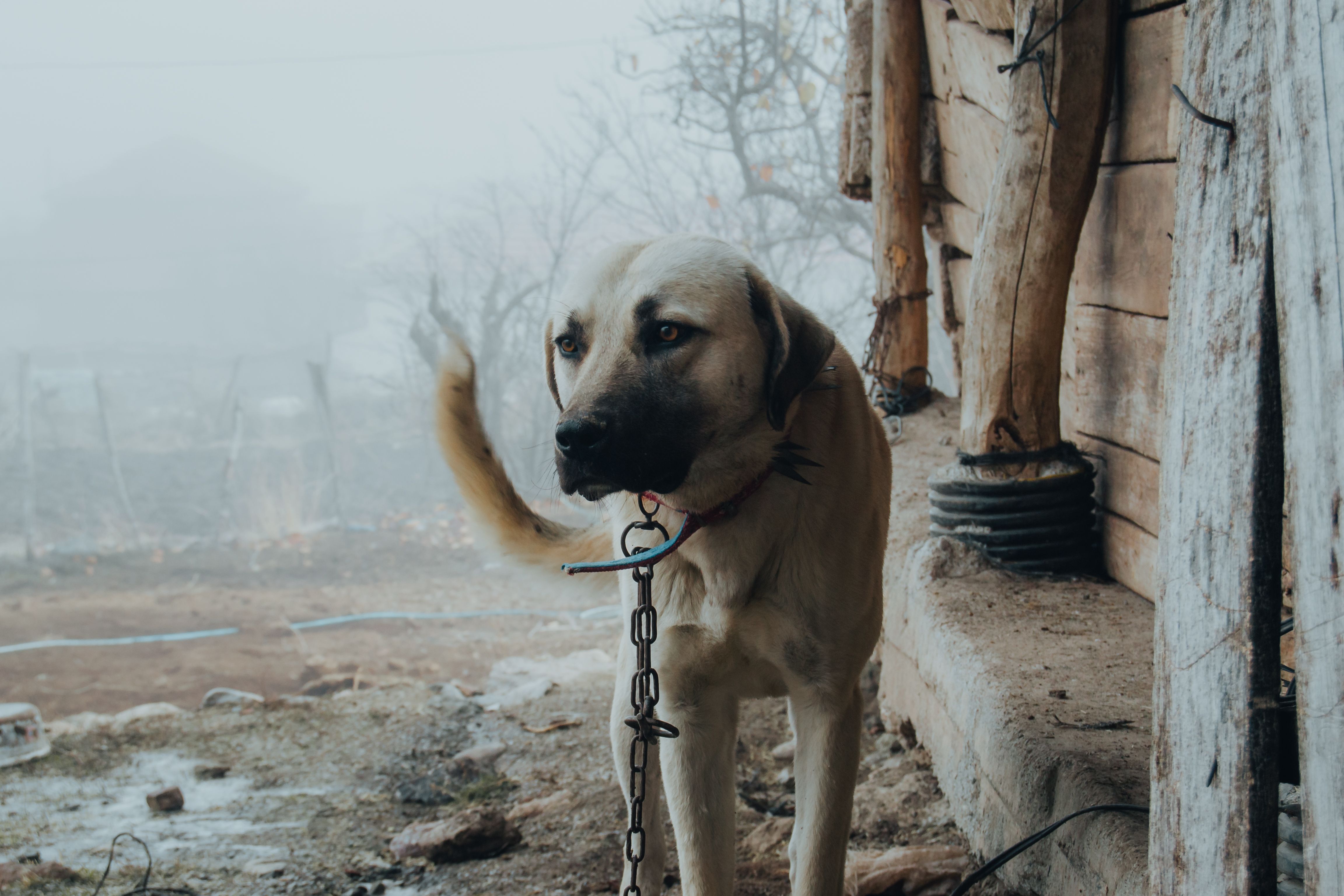 Dog Tied To Tree Photos, Download The BEST Free Dog Tied To Tree Stock ...
