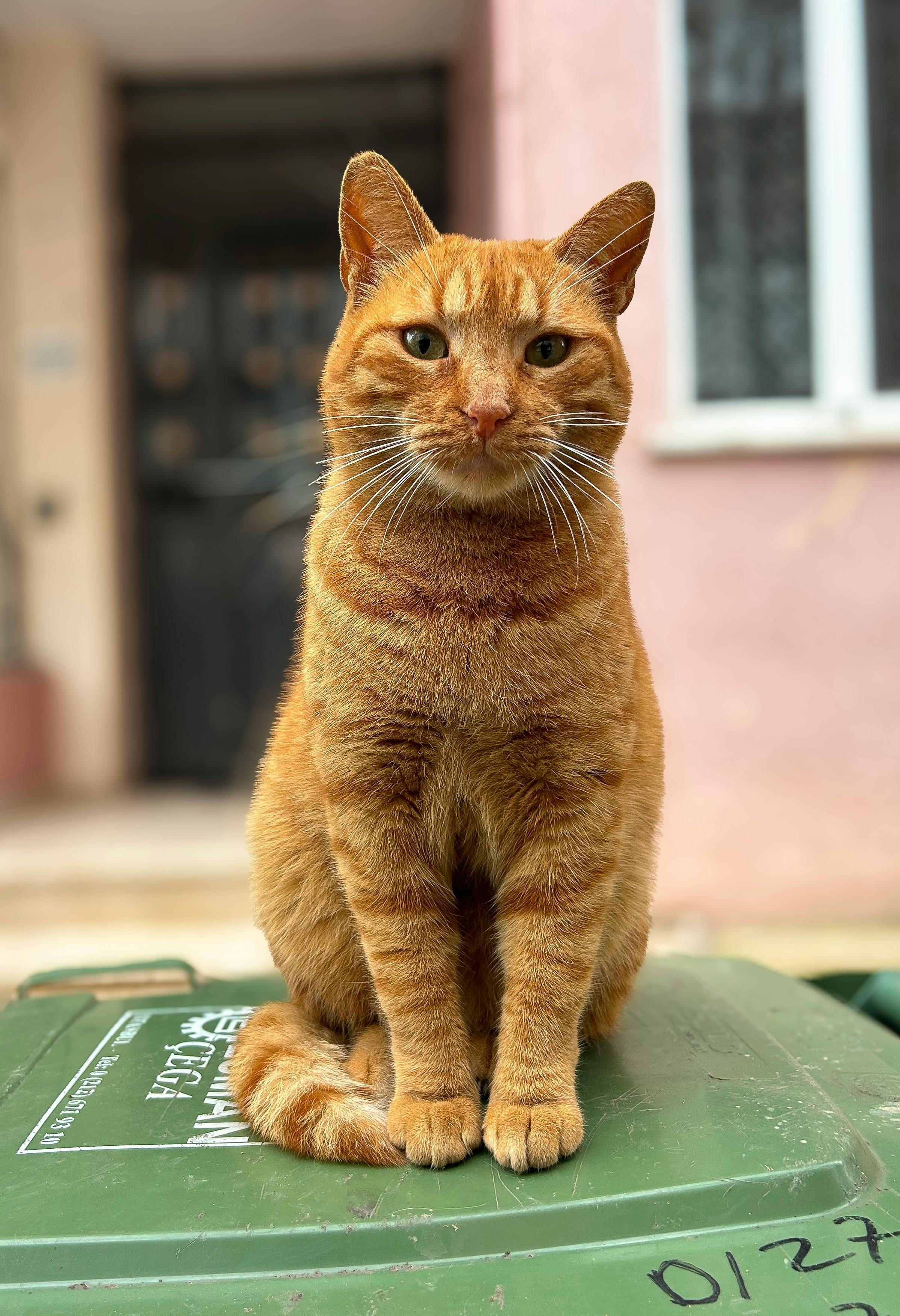 Ginger Cat Sitting · Free Stock Photo