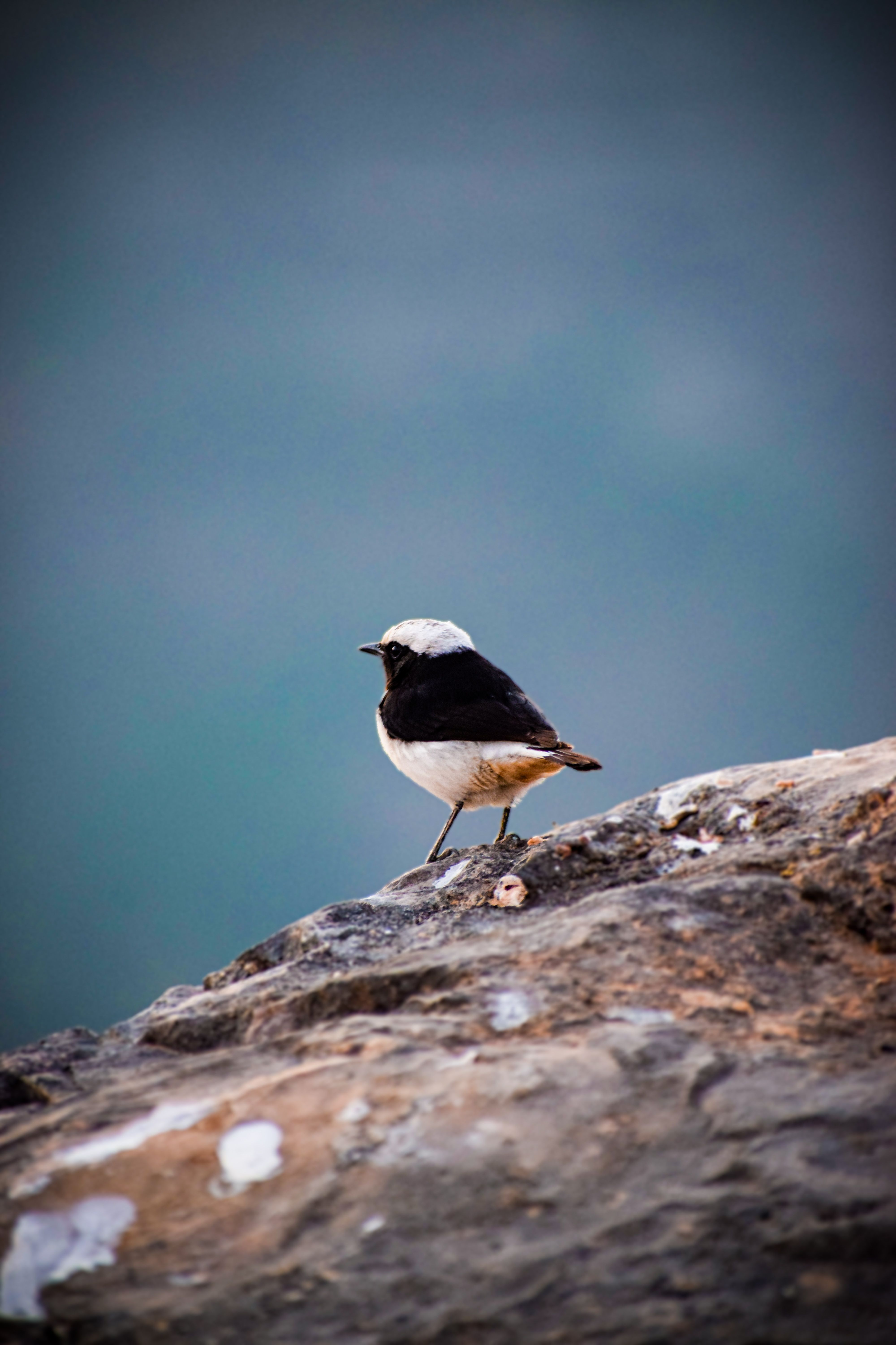 Arabian Wheatear Bird · Free Stock Photo