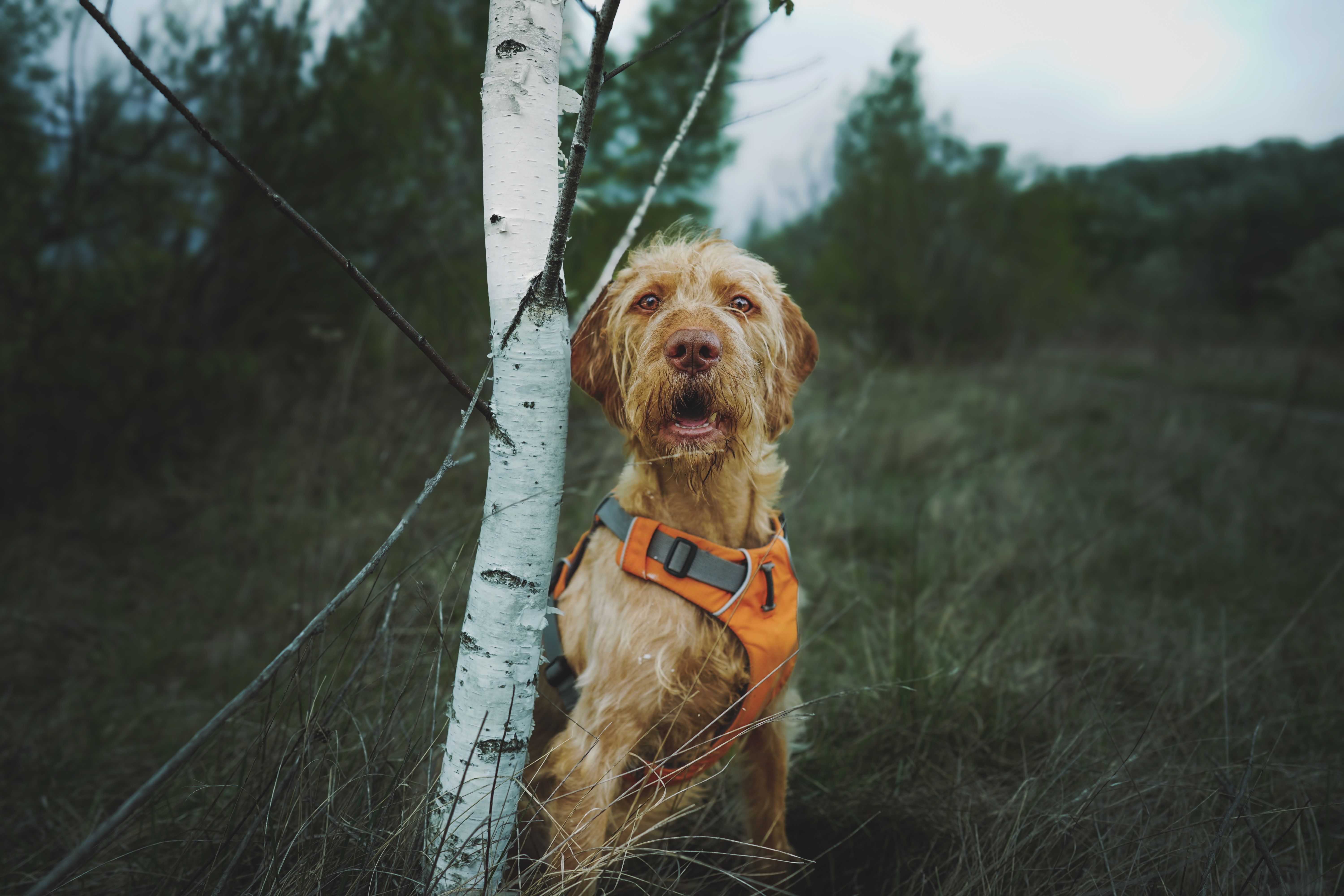 Dog Shocked Photos, Download The BEST Free Dog Shocked Stock Photos ...