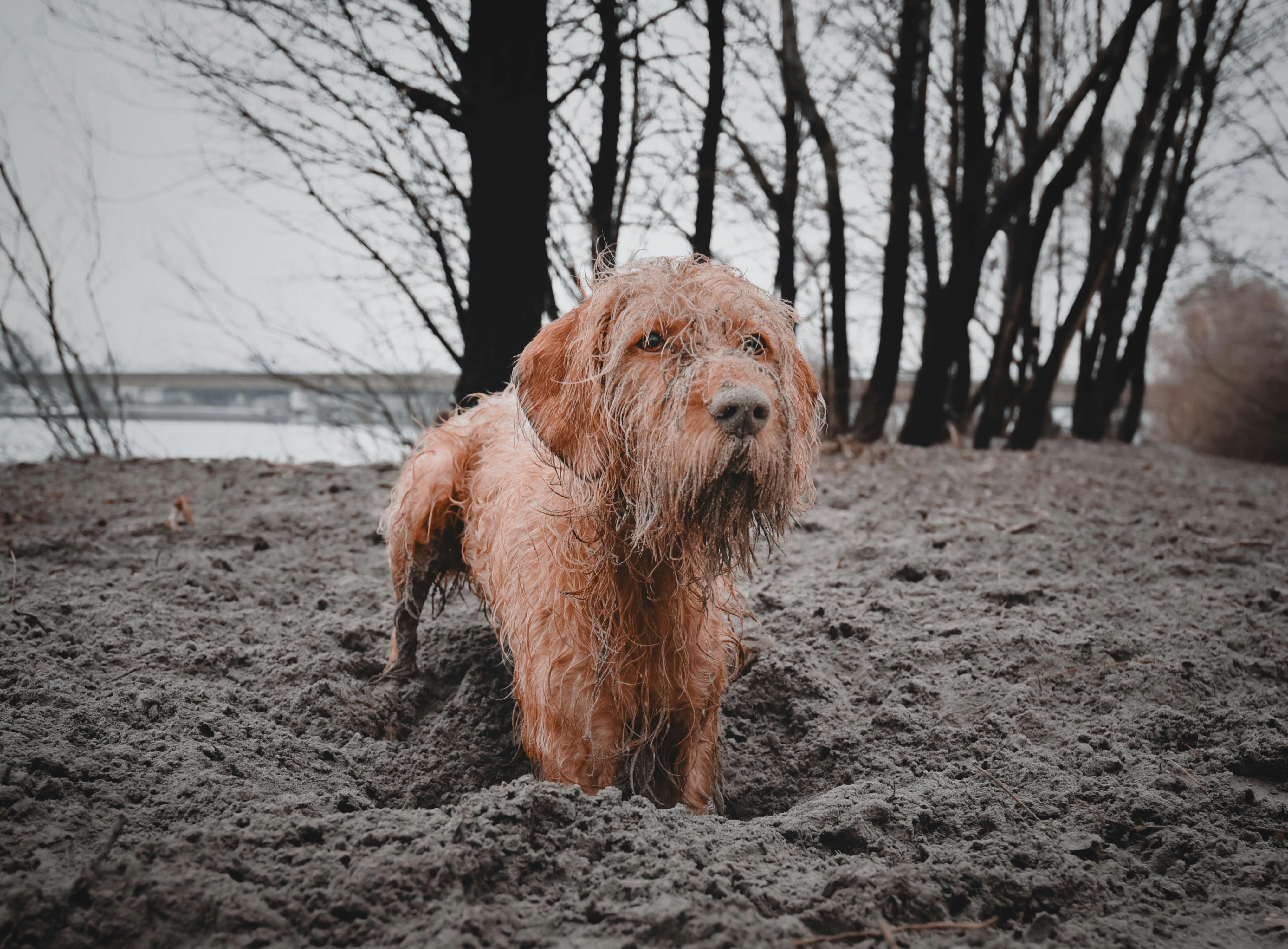 Dog Shocked Photos, Download The BEST Free Dog Shocked Stock Photos ...