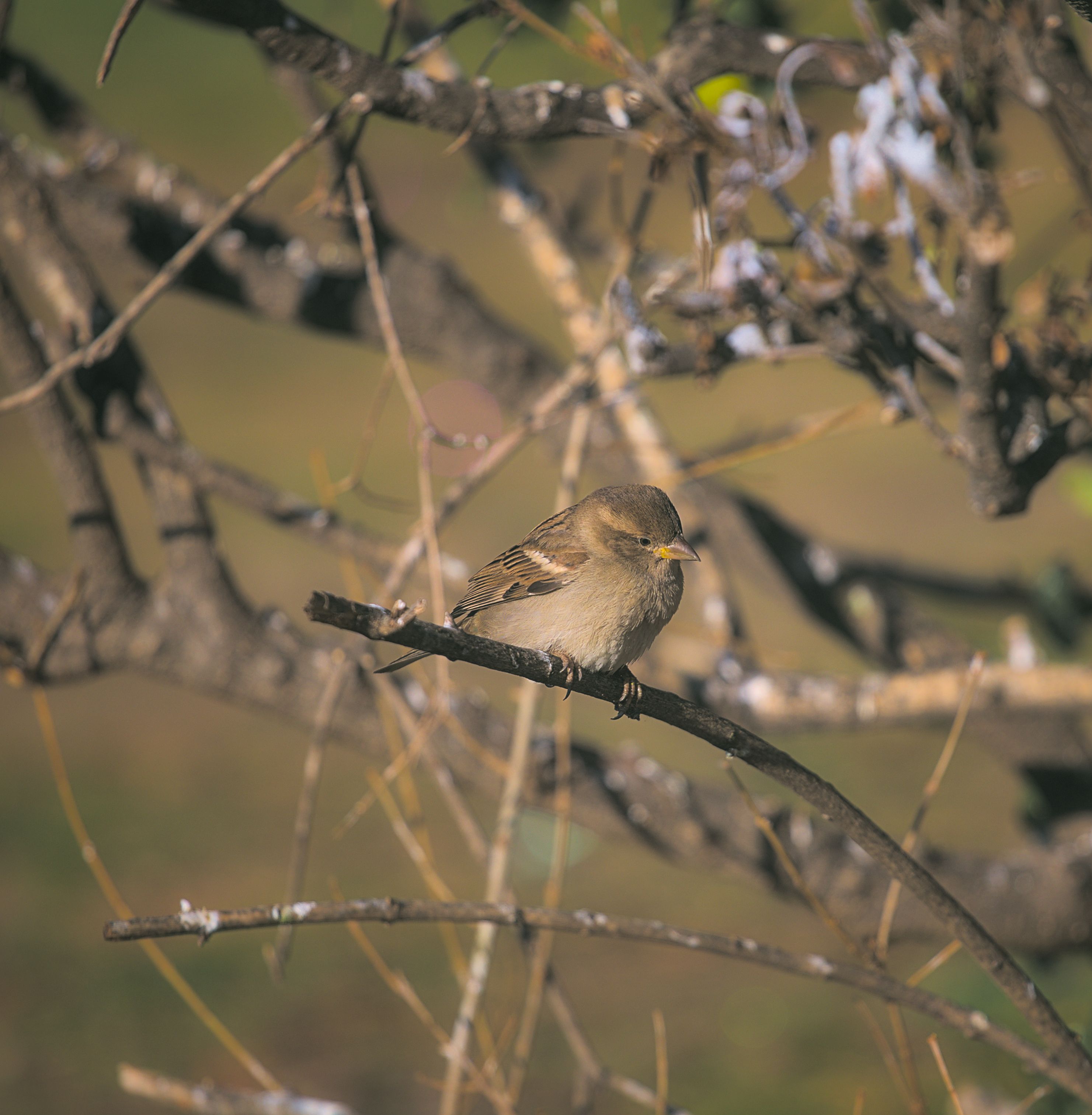 Female Sparrow on a Twig · Free Stock Photo
