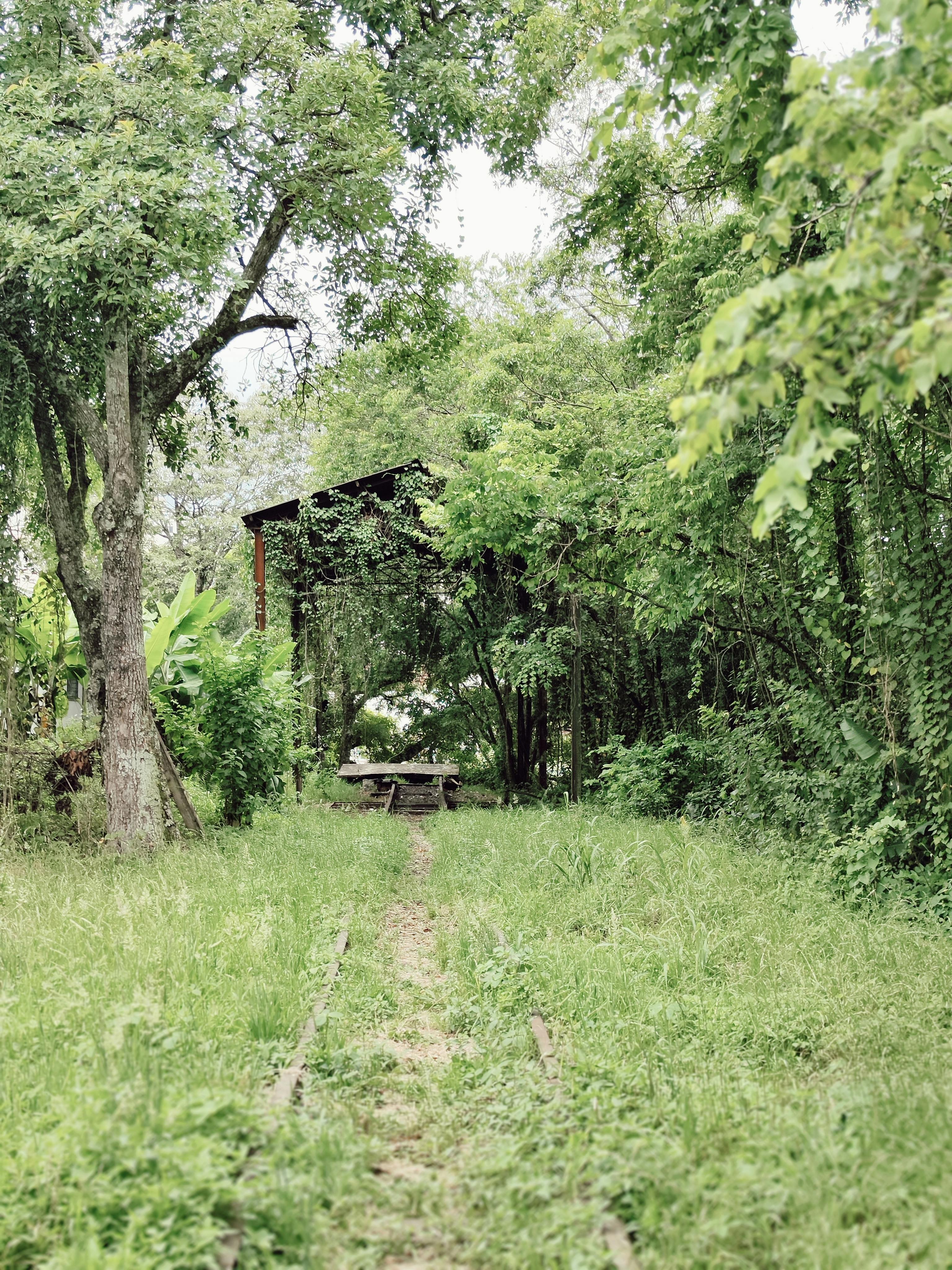 Free stock photo of botanical, calmness, countryside, daylight, eco ...