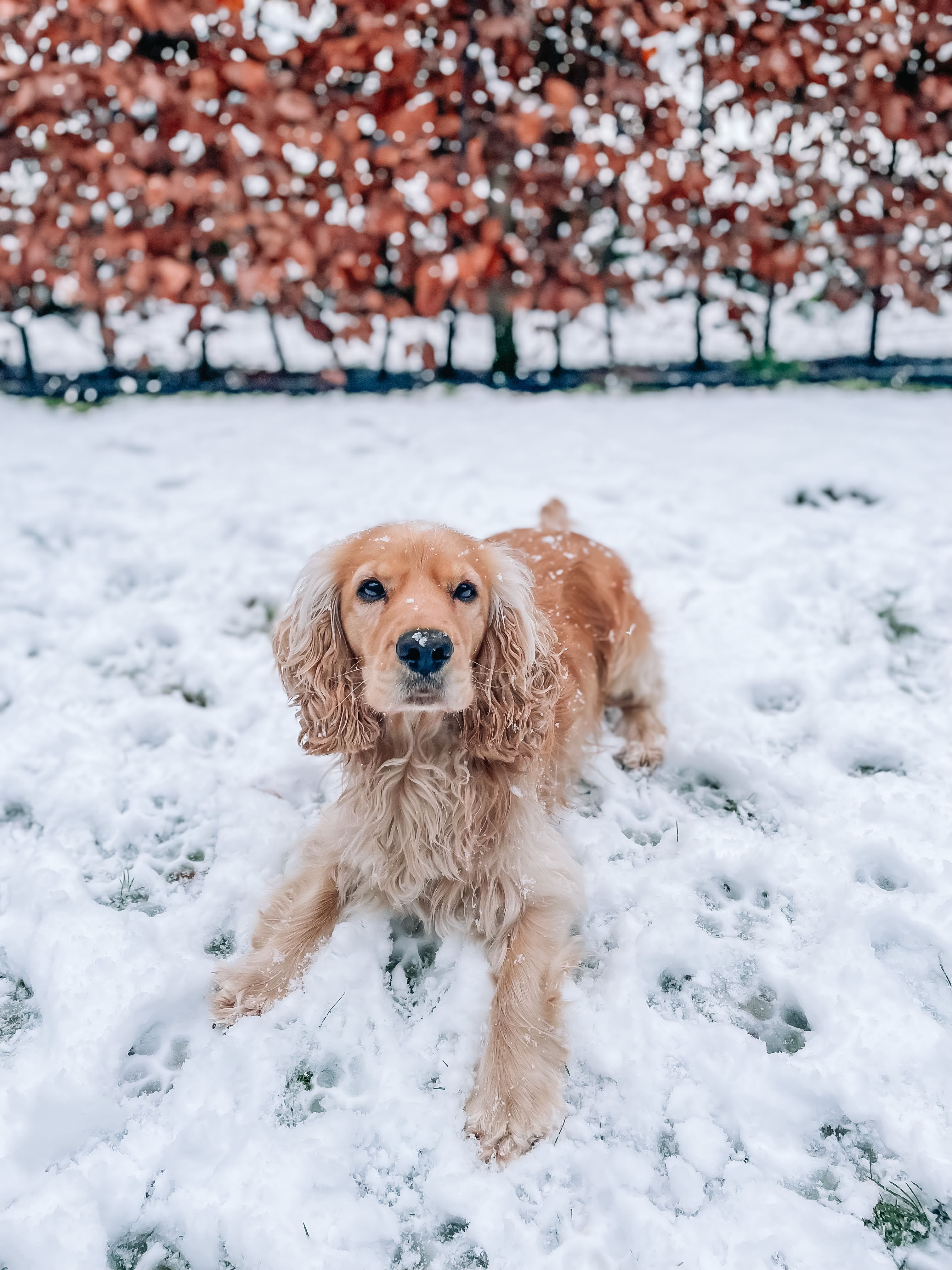 Foto de stock gratuita sobre acostado, fotografía de animales, frío ...