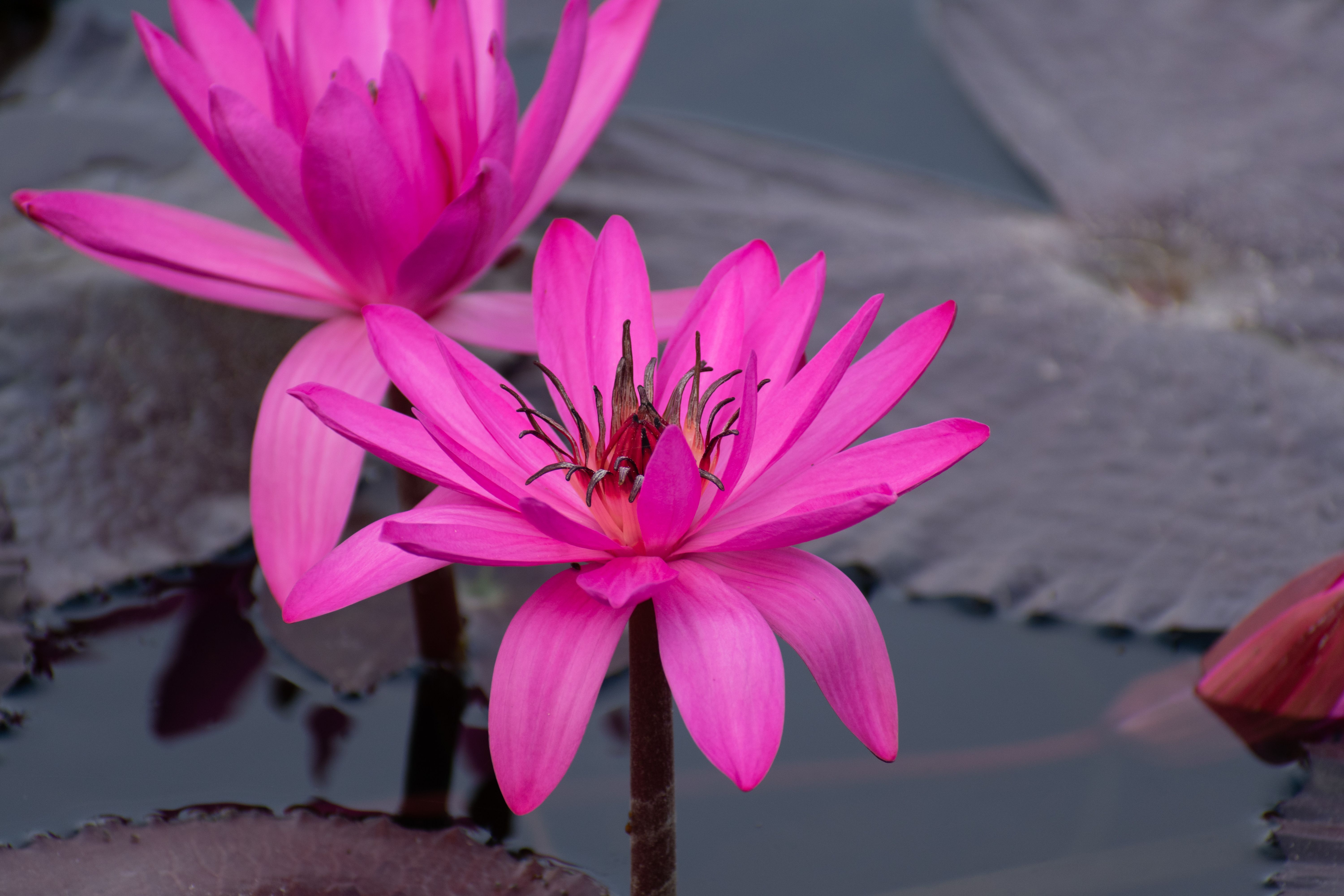 Vibrant Lotus Flower · Free Stock Photo