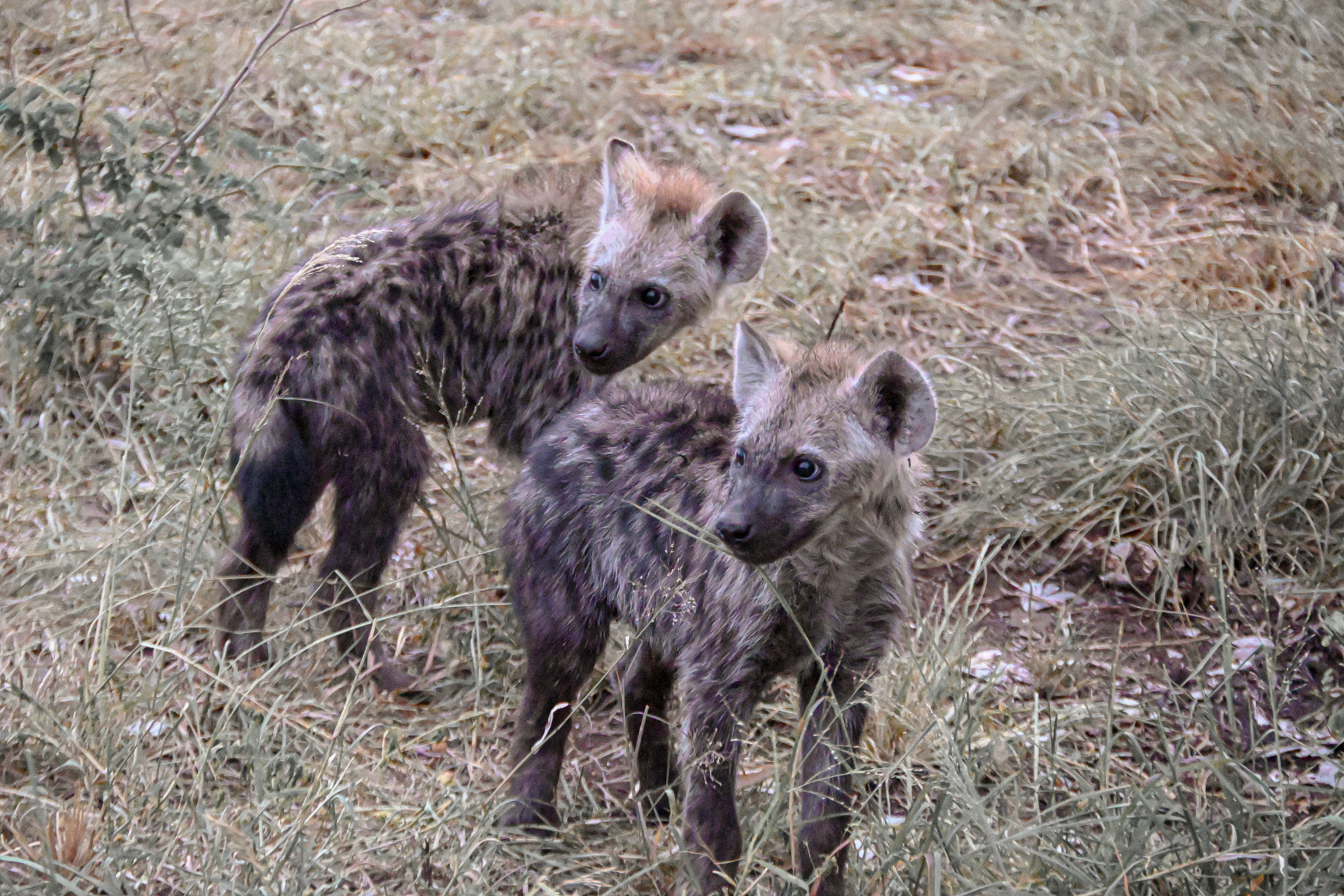 Close-up Photography of Hyena · Free Stock Photo