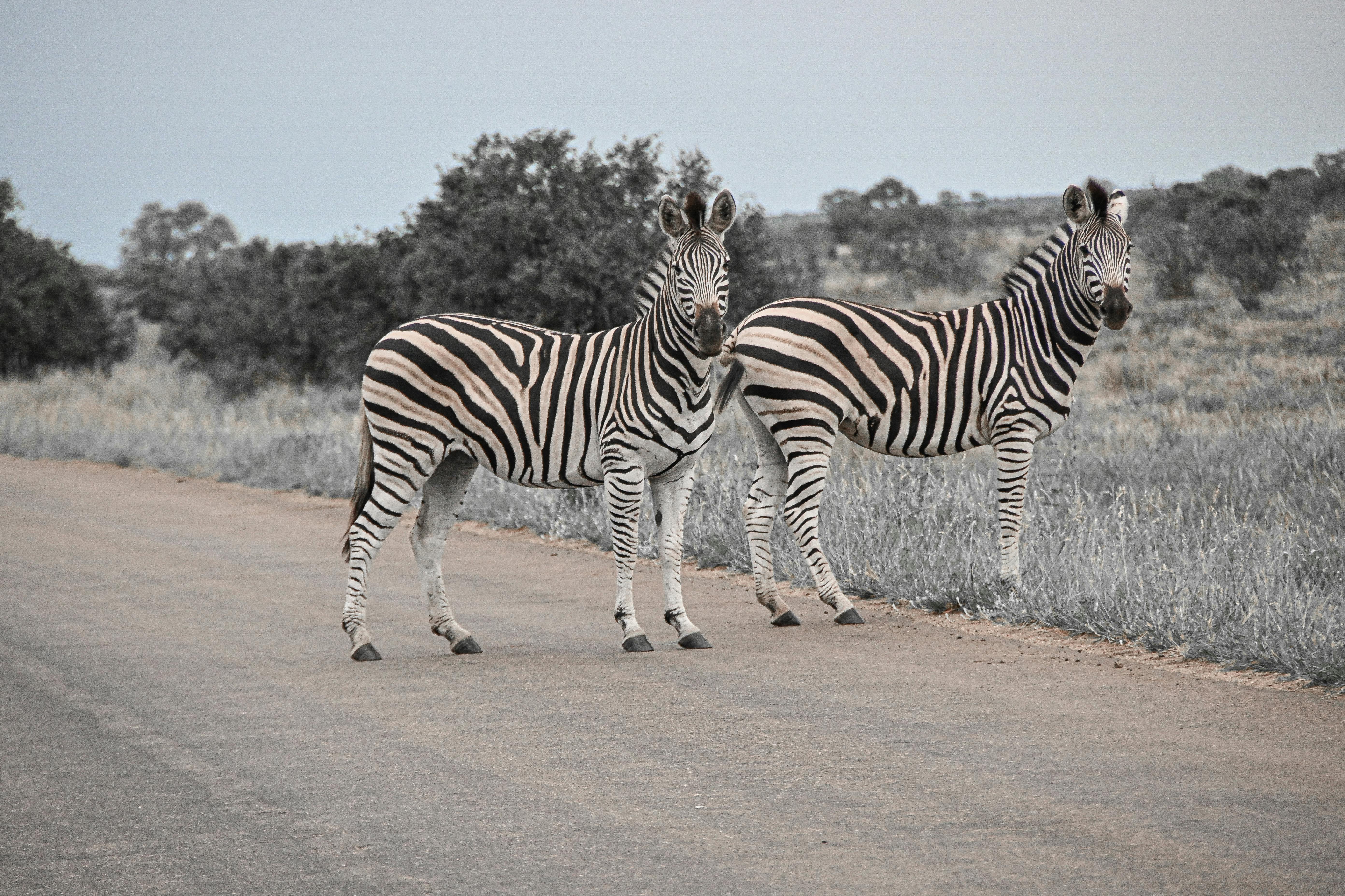 Zebras on Road · Free Stock Photo
