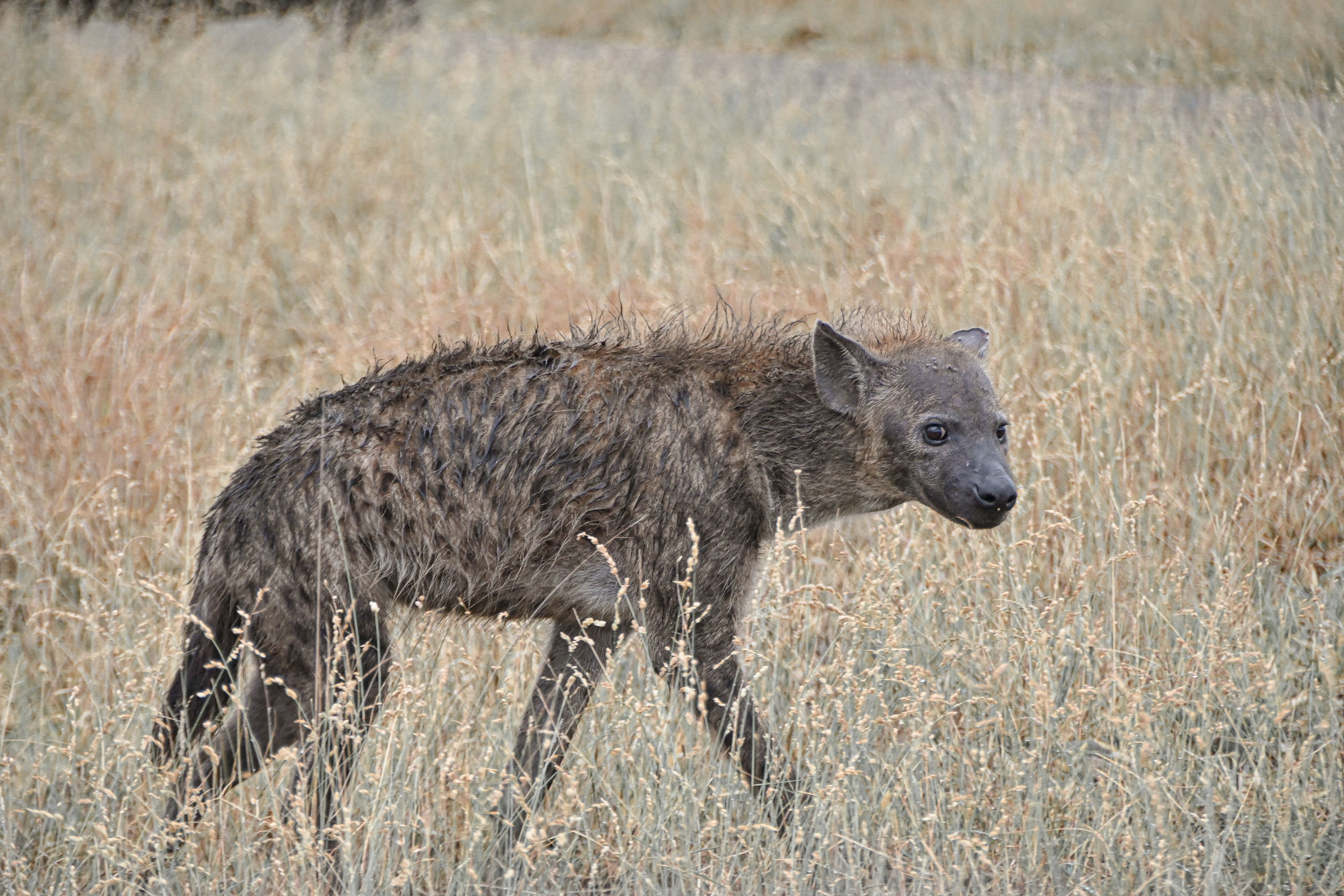 Close-up Photography of Hyena · Free Stock Photo
