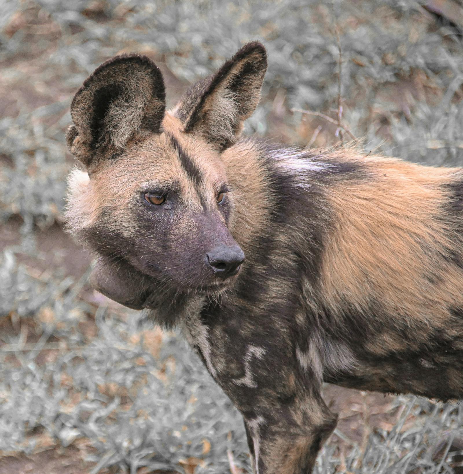 Hyena Photos, Download The BEST Free Hyena Stock Photos & HD Images