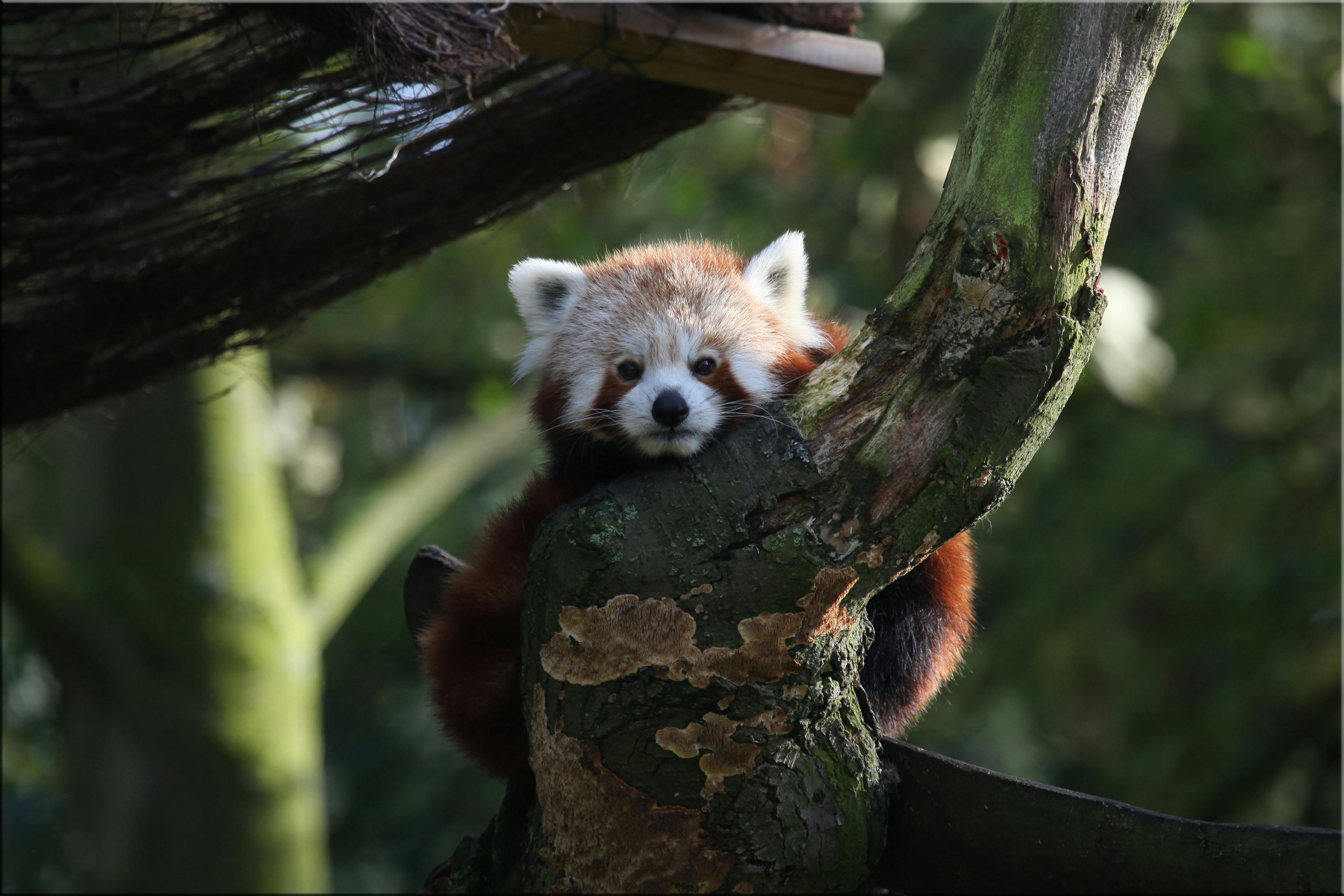 Red Panda · Free Stock Photo