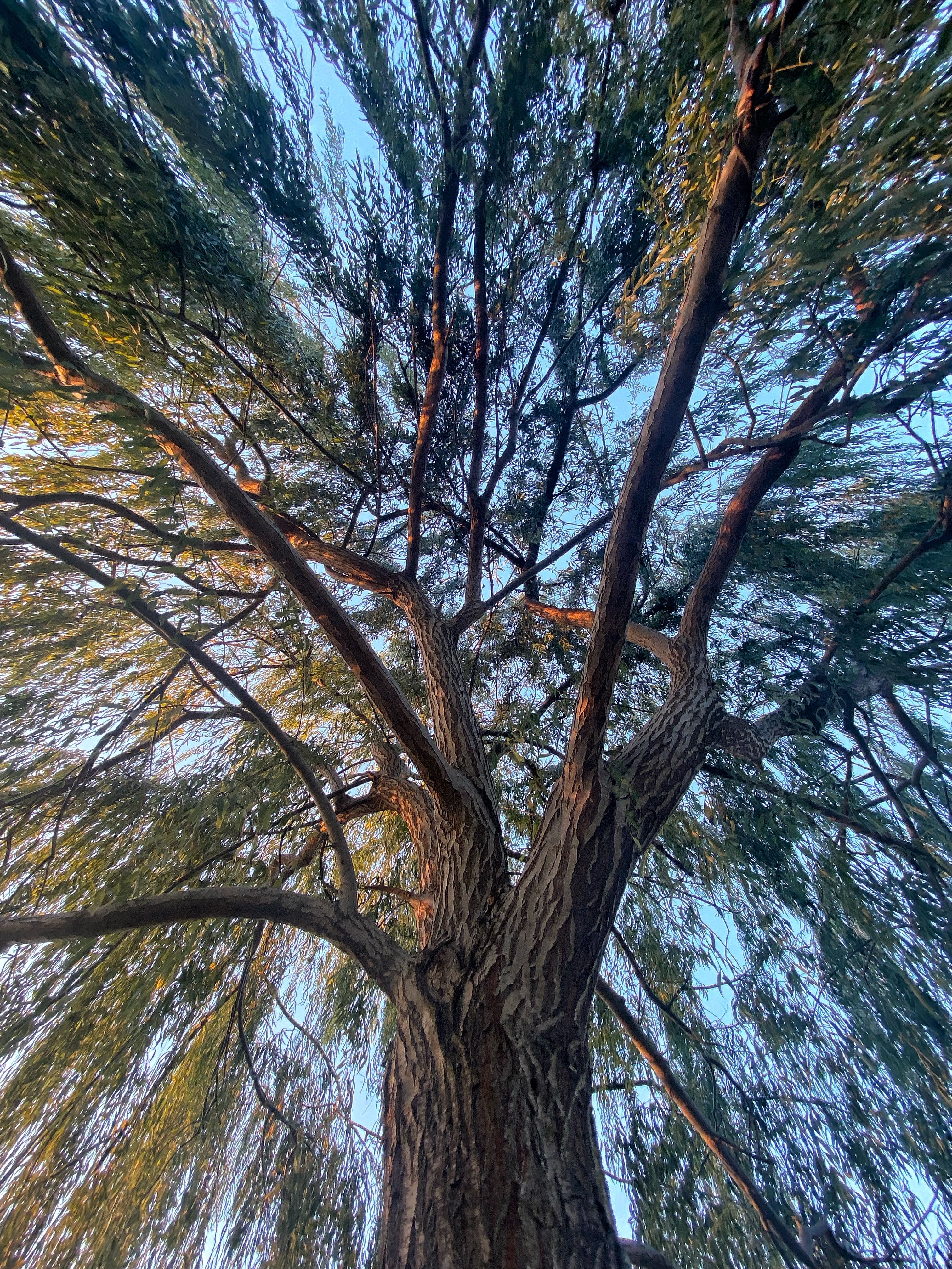 Large Tree in Autumn Seen From Ground · Free Stock Photo