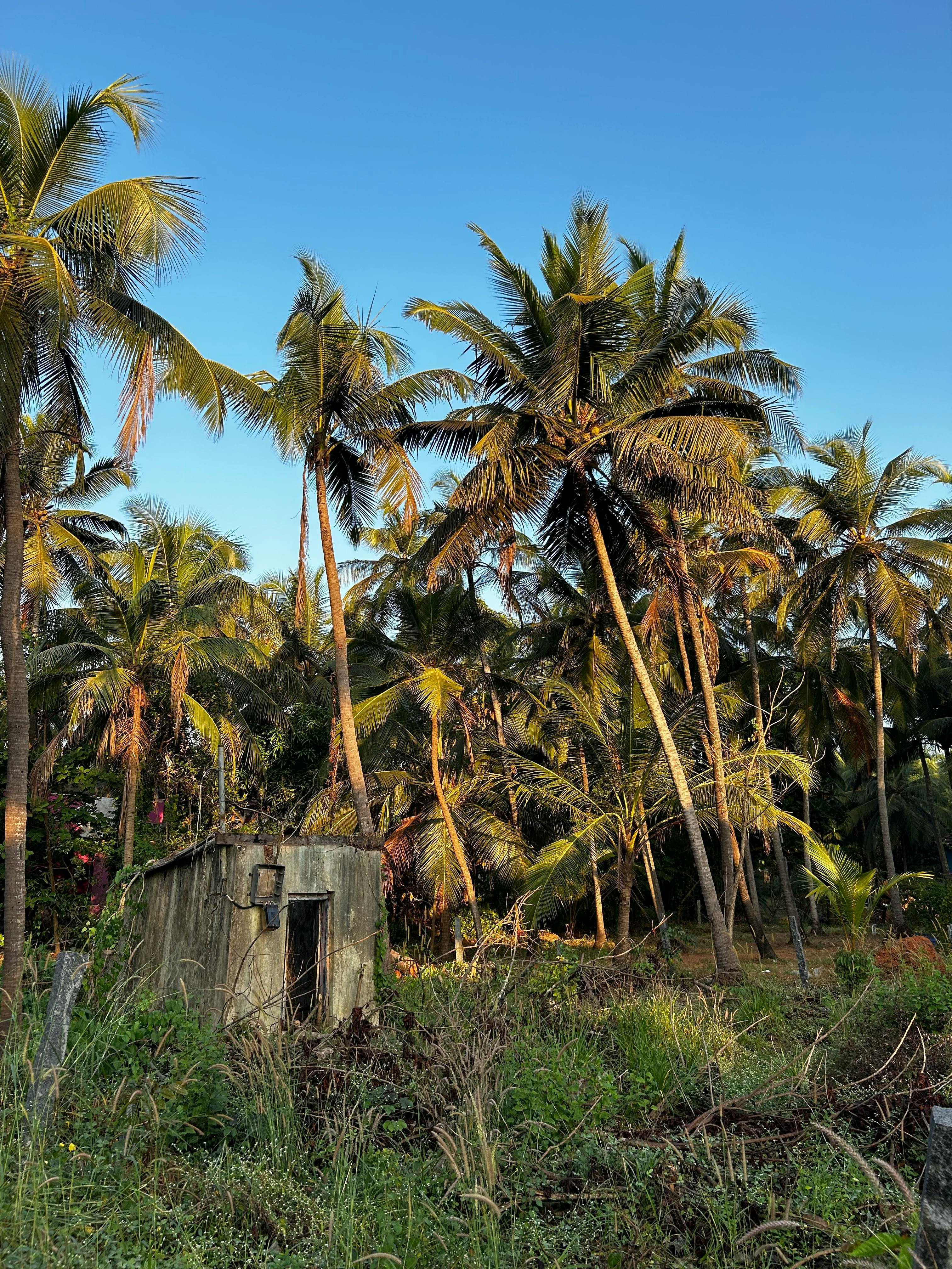 Palm Tree Kids Photos, Download The BEST Free Palm Tree Kids Stock ...