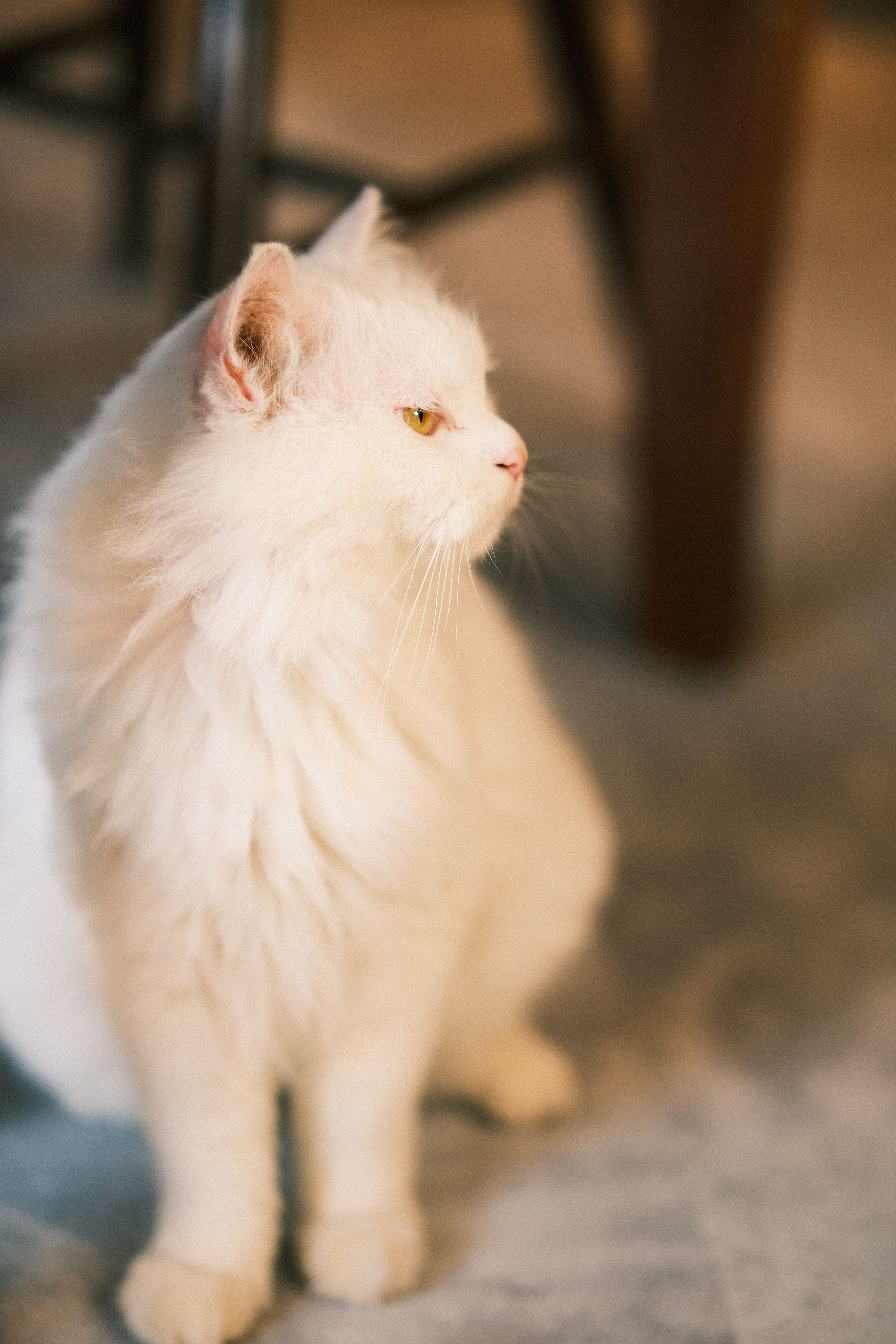 White Cat in a Living Room · Free Stock Photo