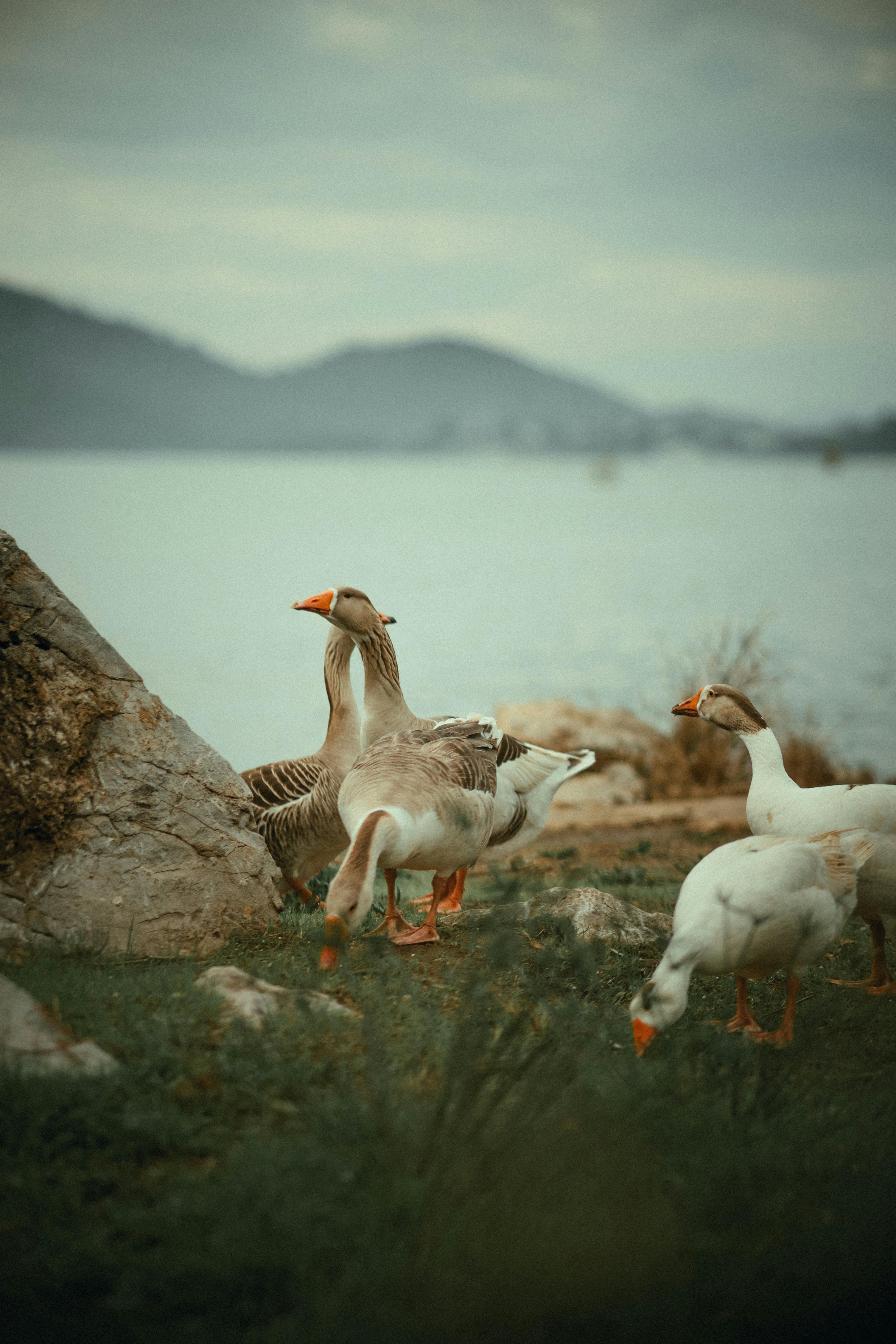 Giant Goose Photos, Download The BEST Free Giant Goose Stock Photos ...