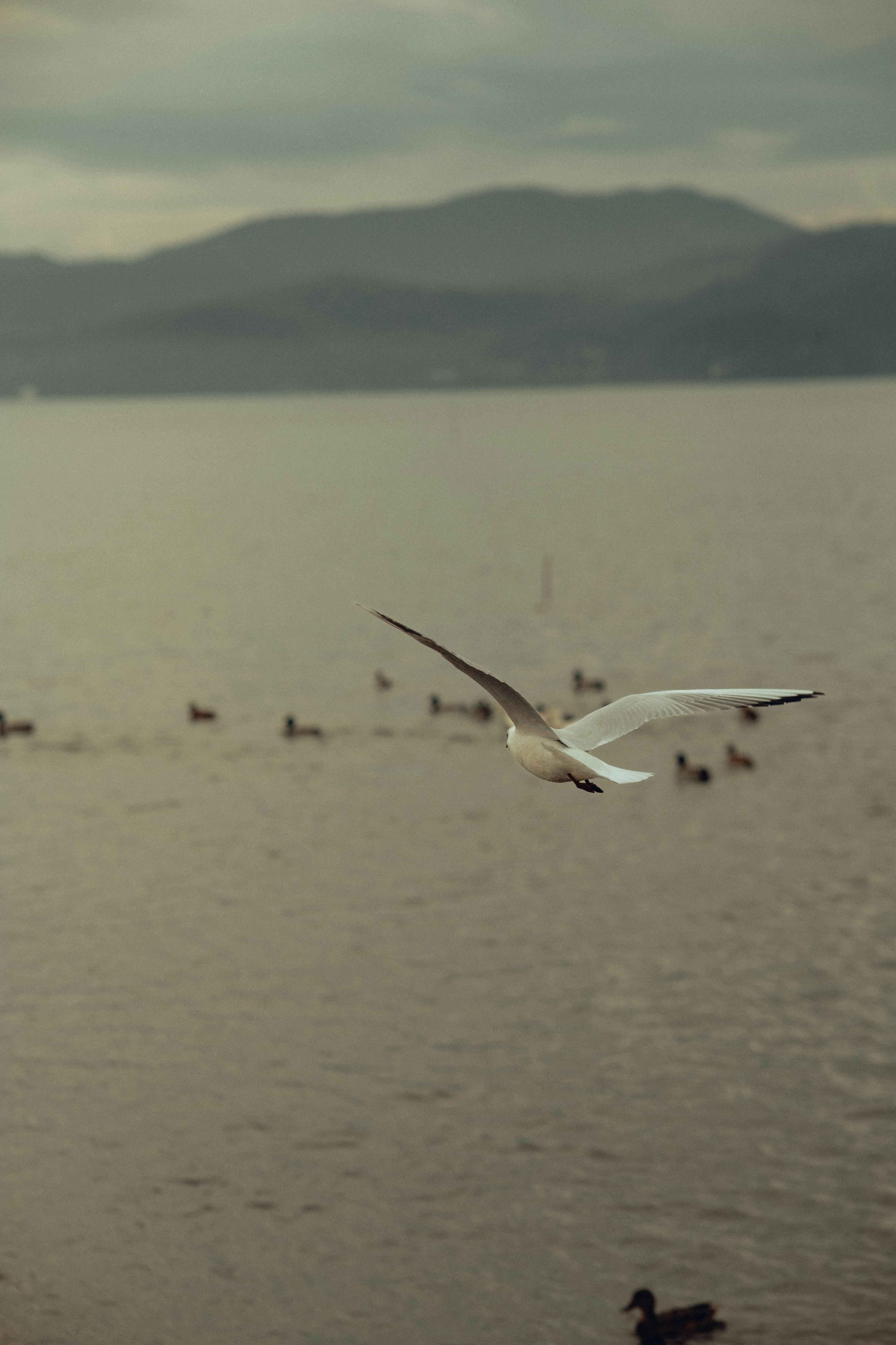 Gull Shot Photos, Download The BEST Free Gull Shot Stock Photos & HD Images