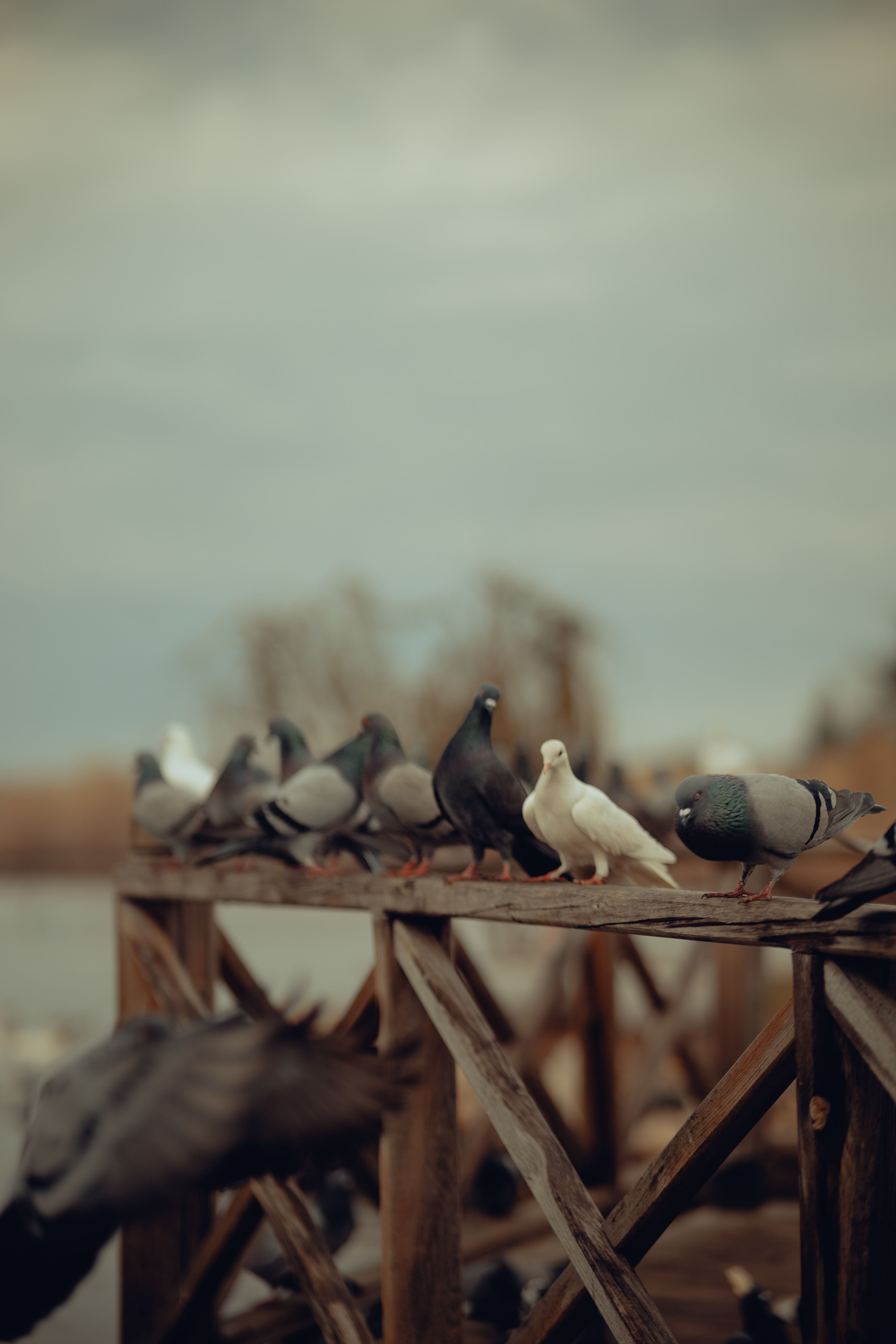 Pigeon Habitat Photos, Download The BEST Free Pigeon Habitat Stock ...