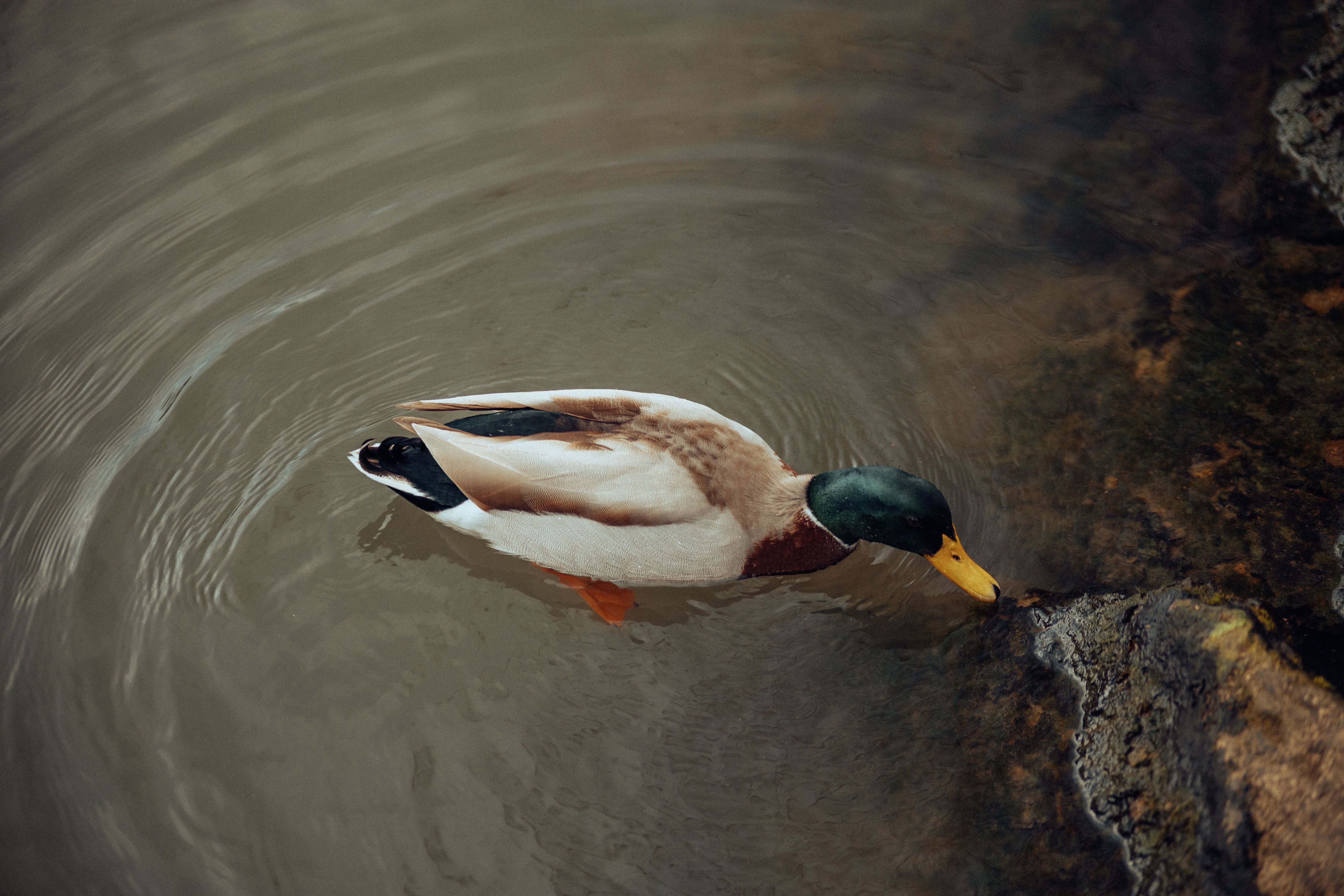 Mallard in a Pond · Free Stock Photo