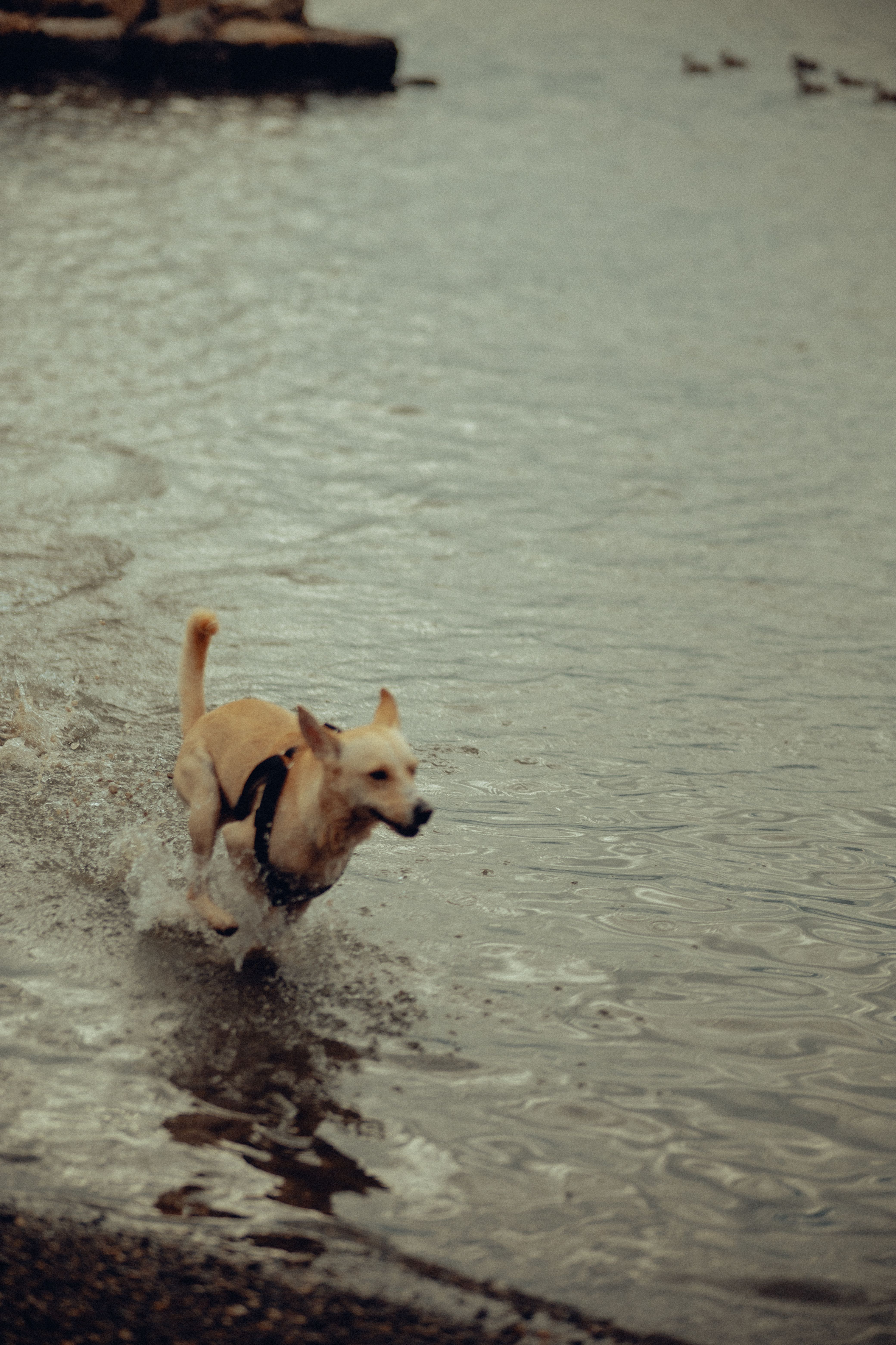 Adult Tan Dog About to Jump on Body of Water · Free Stock Photo