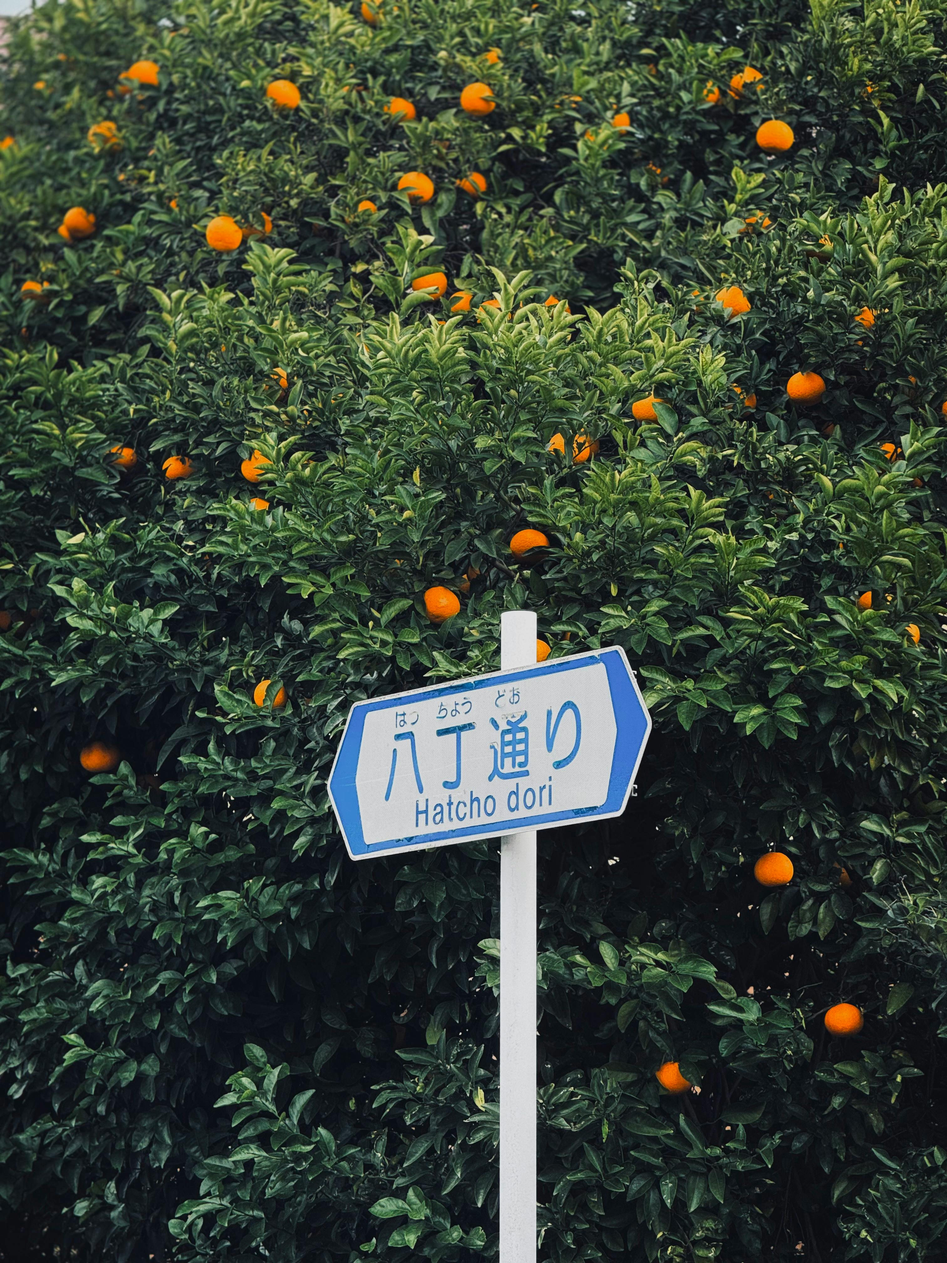 Japanese Signs Photos, Download The BEST Free Japanese Signs Stock ...