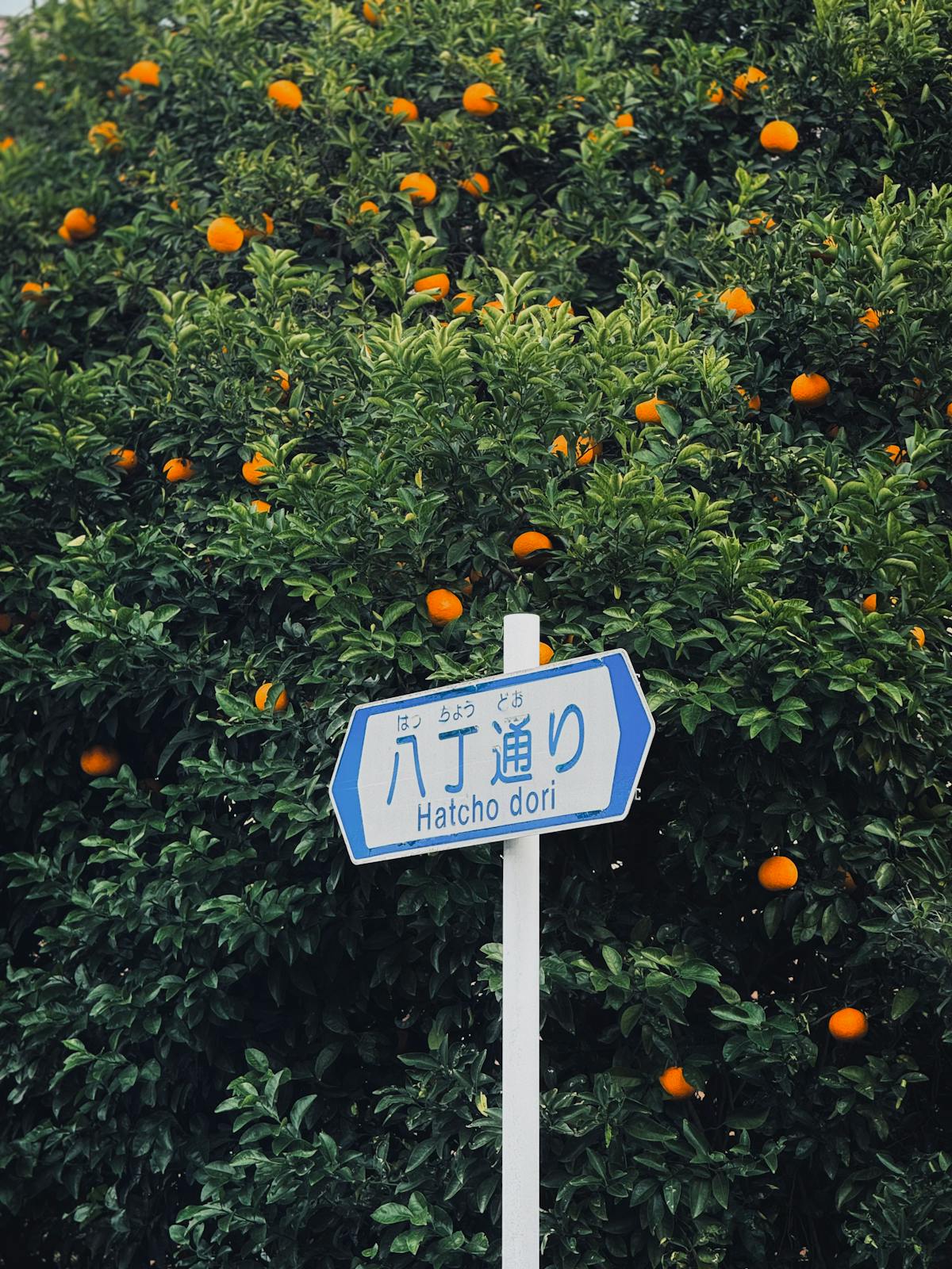 Japanese Sign Photos, Download The BEST Free Japanese Sign Stock Photos ...