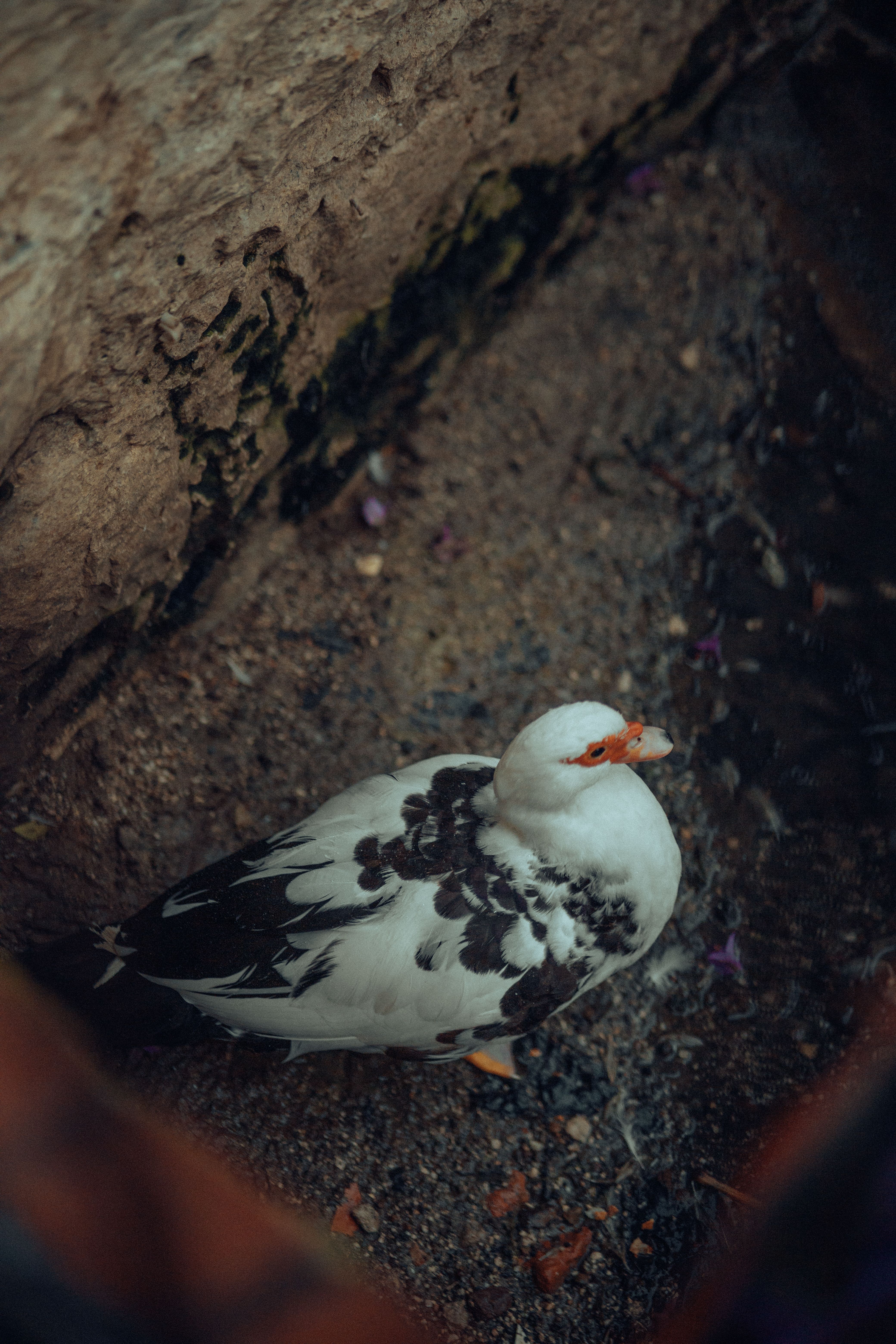 Close up of Duck in Corner of Stone Wall · Free Stock Photo