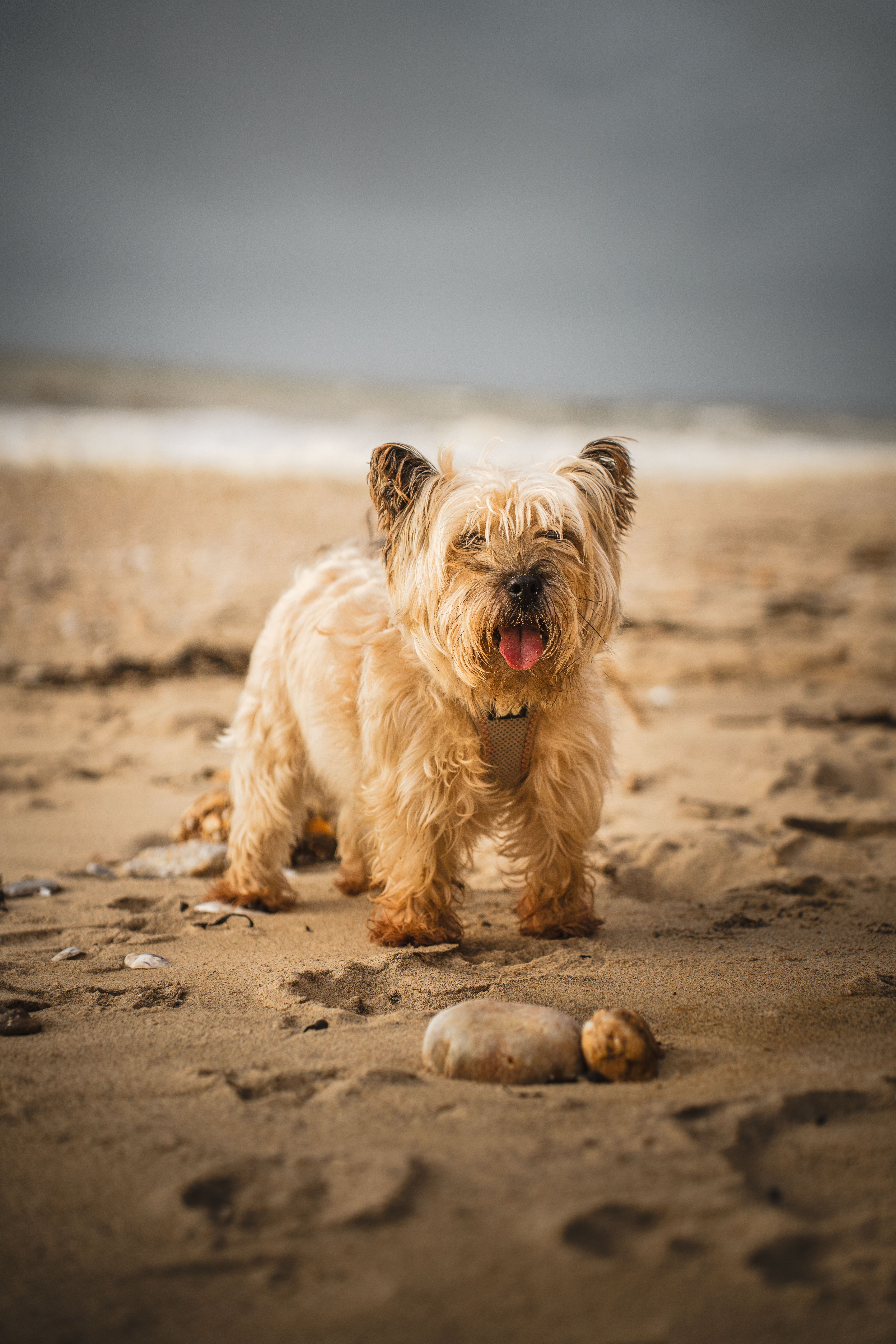 Small Dog Wallpapers Photos, Download The BEST Free Small Dog ...
