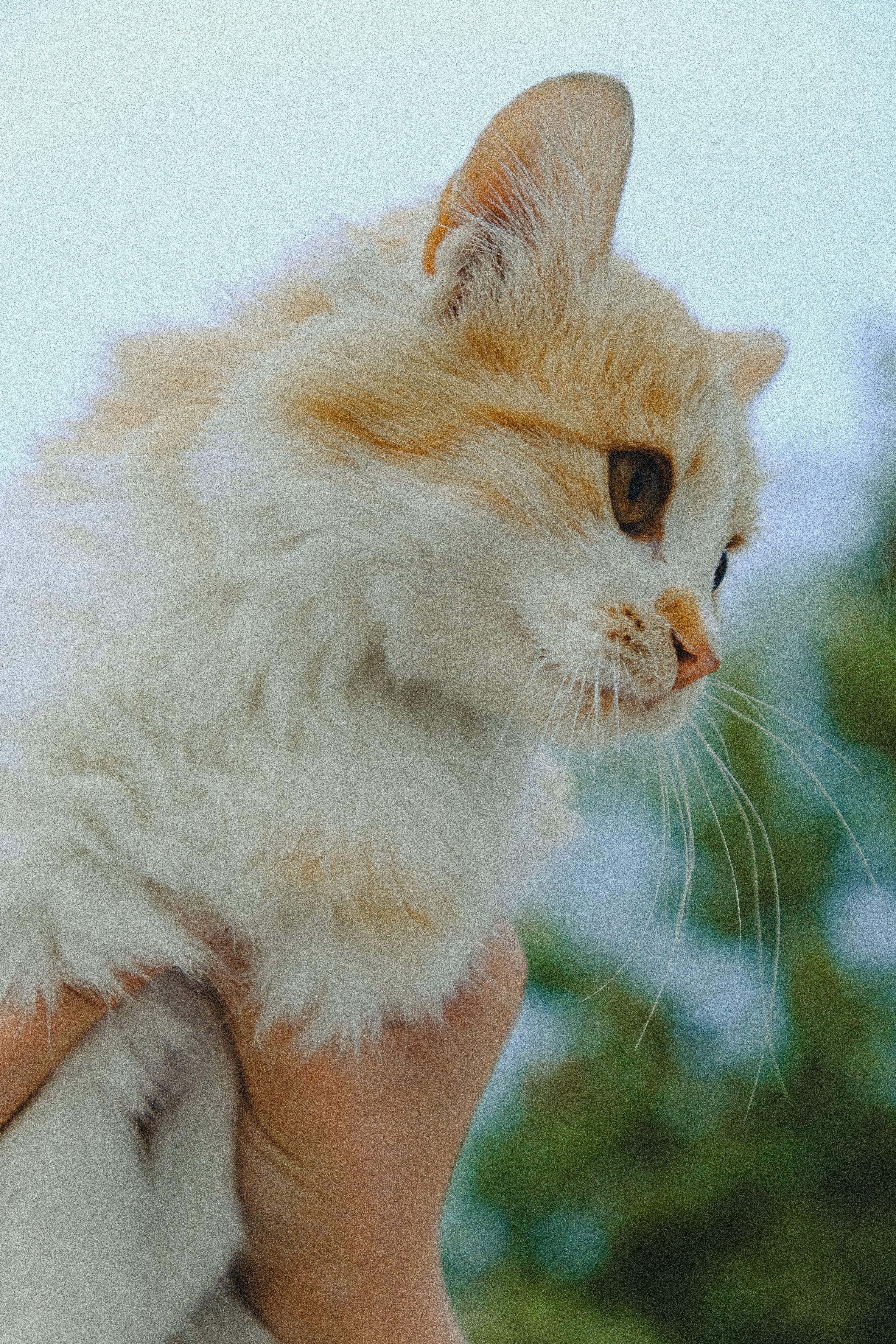Close-up of a Person Holding a Kitten in the Air · Free Stock Photo