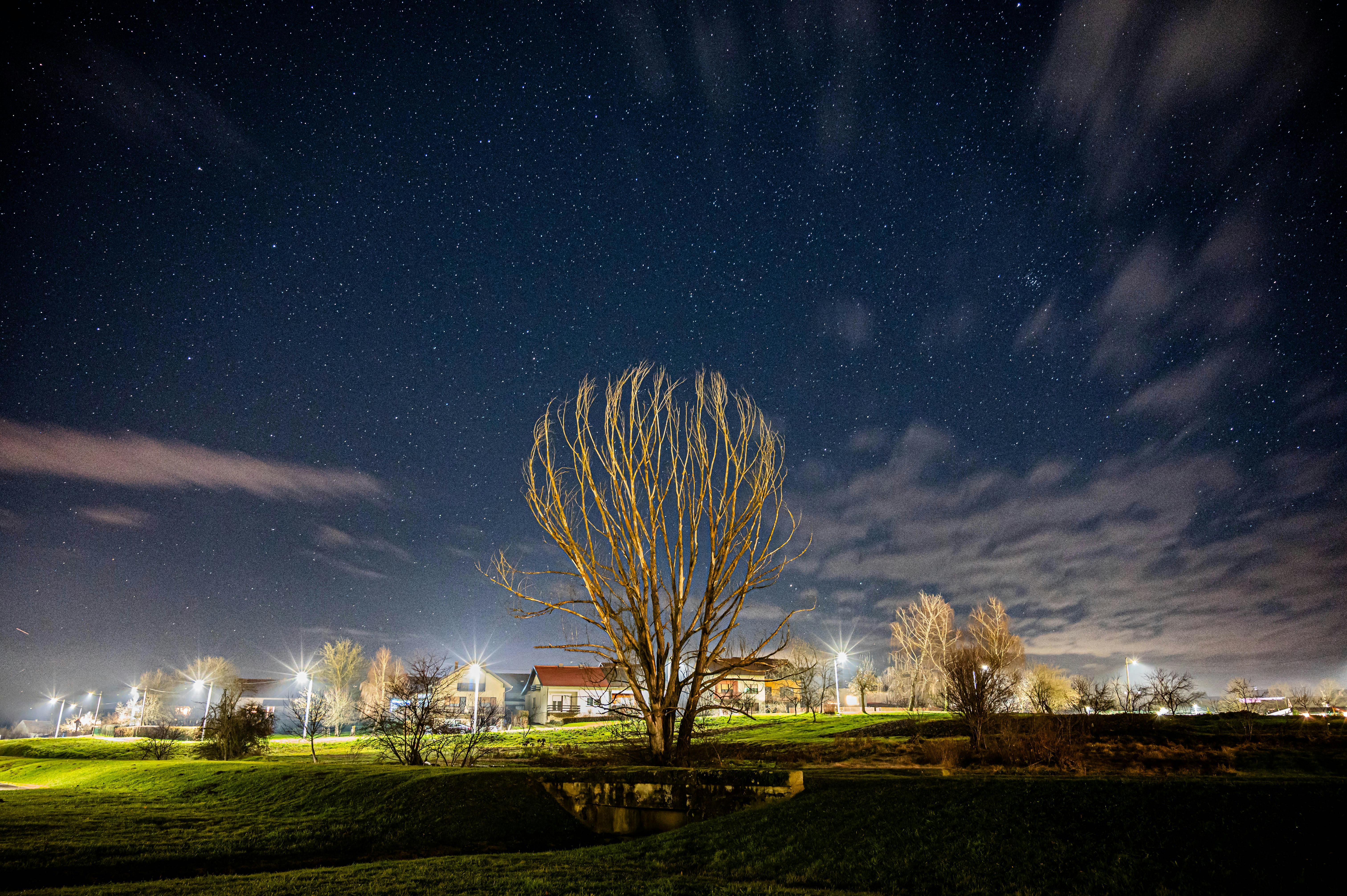 Empty Trees in a Park at Night · Free Stock Photo