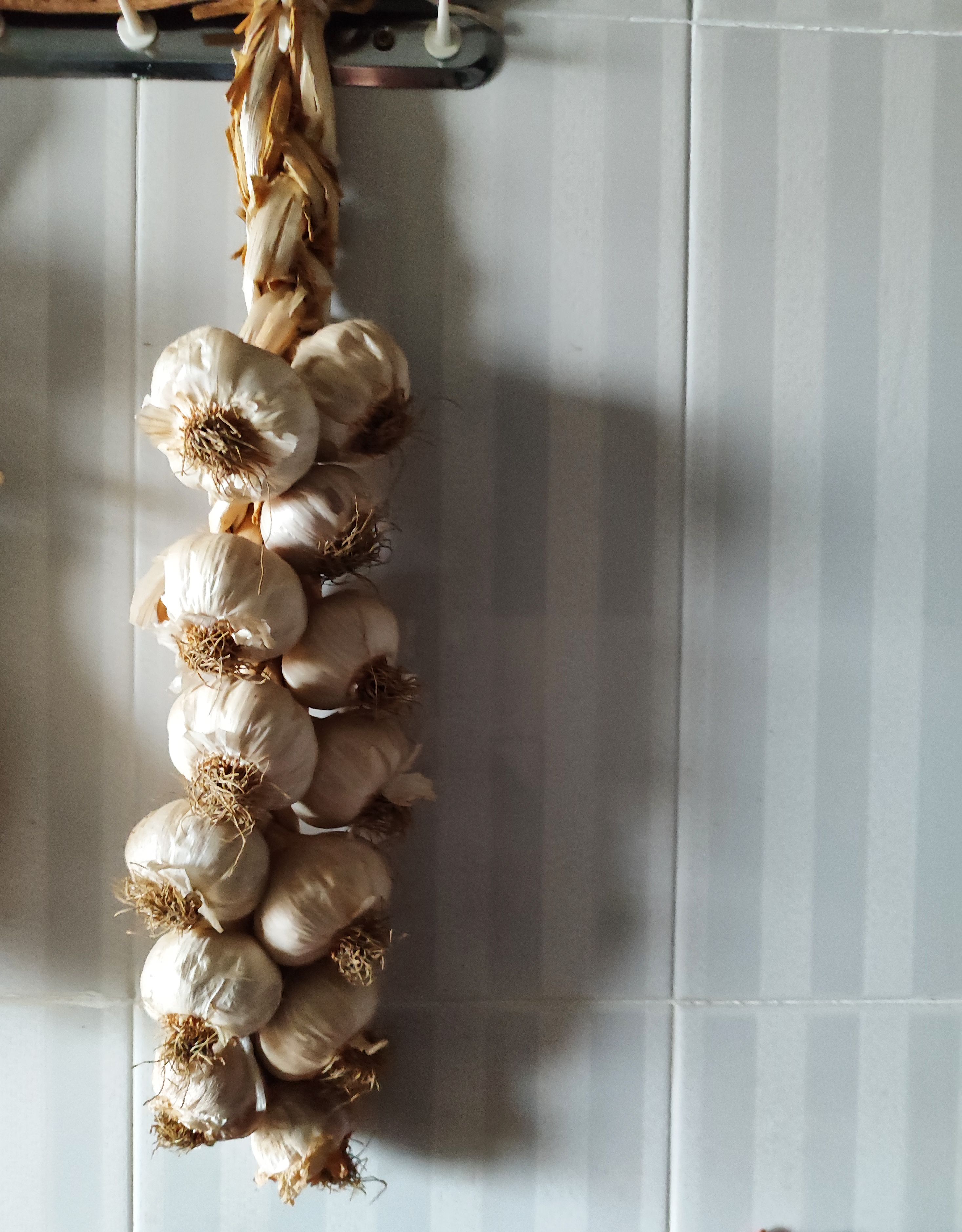Bunch of Garlic Hanging against the Wall · Free Stock Photo