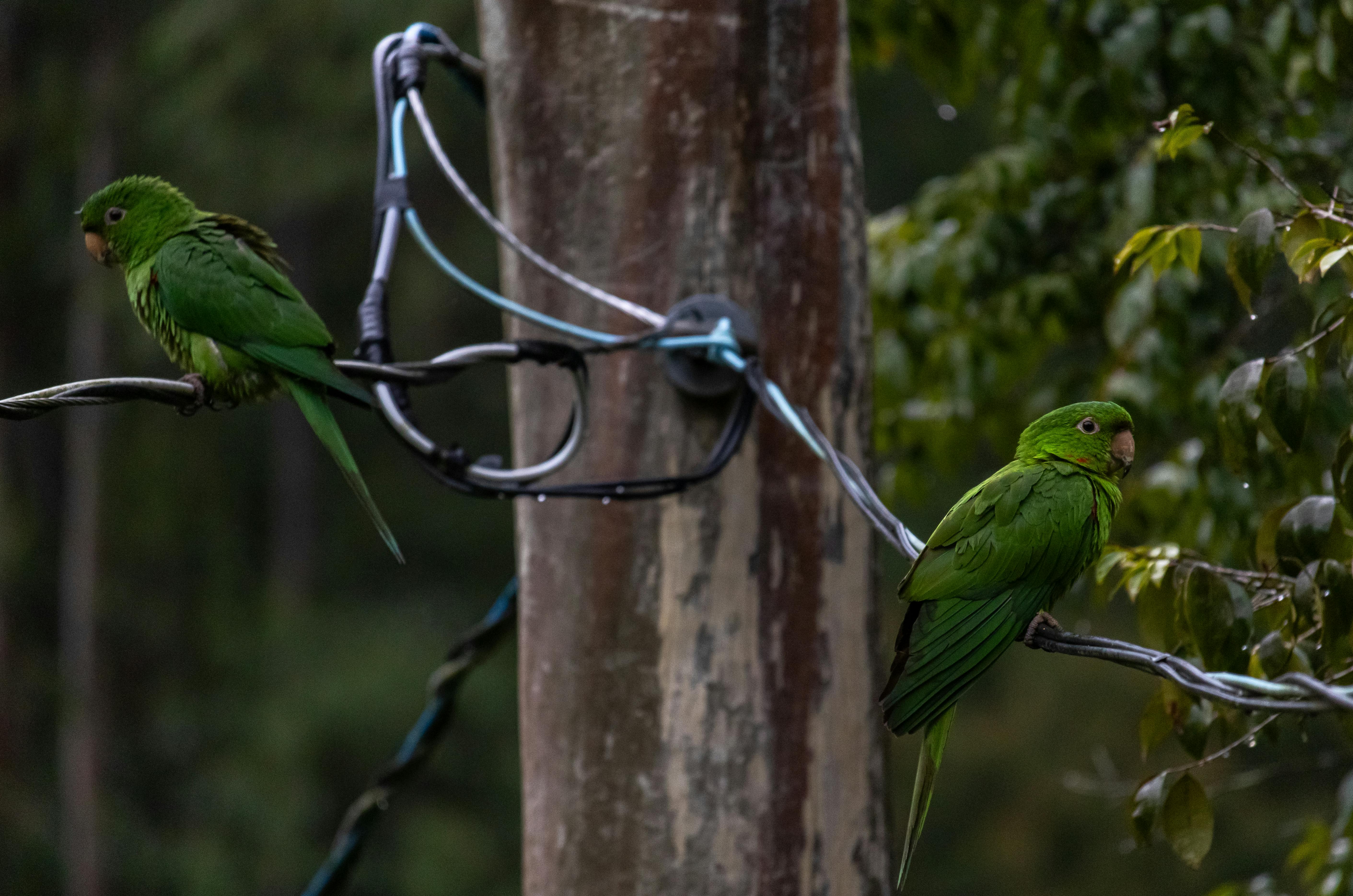 Foto de stock gratuita sobre al aire libre, amazona, américa del sur ...