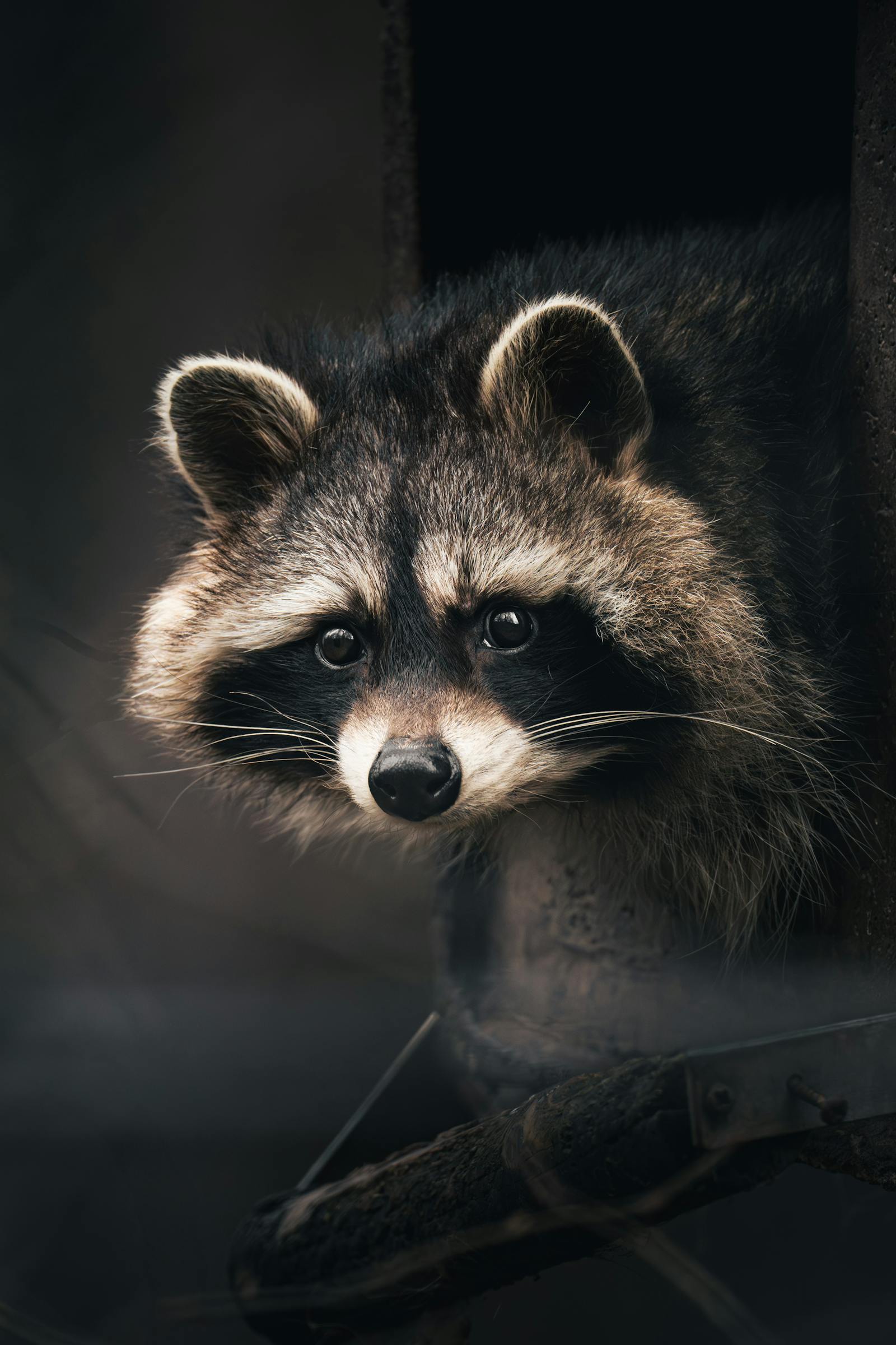 Raccoon Photos, Download The BEST Free Raccoon Stock Photos & HD Images