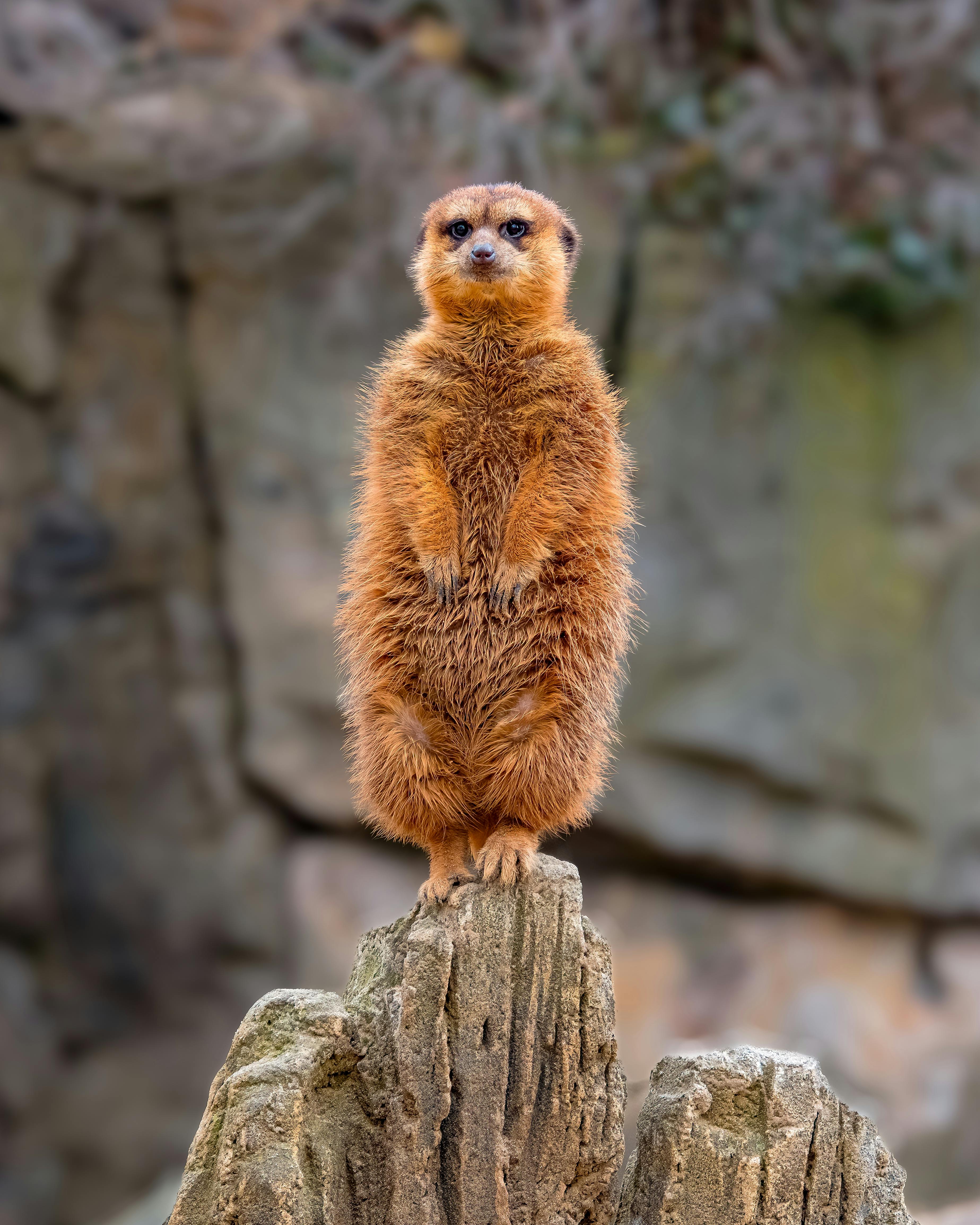 Close up of Standing Meerkat · Free Stock Photo