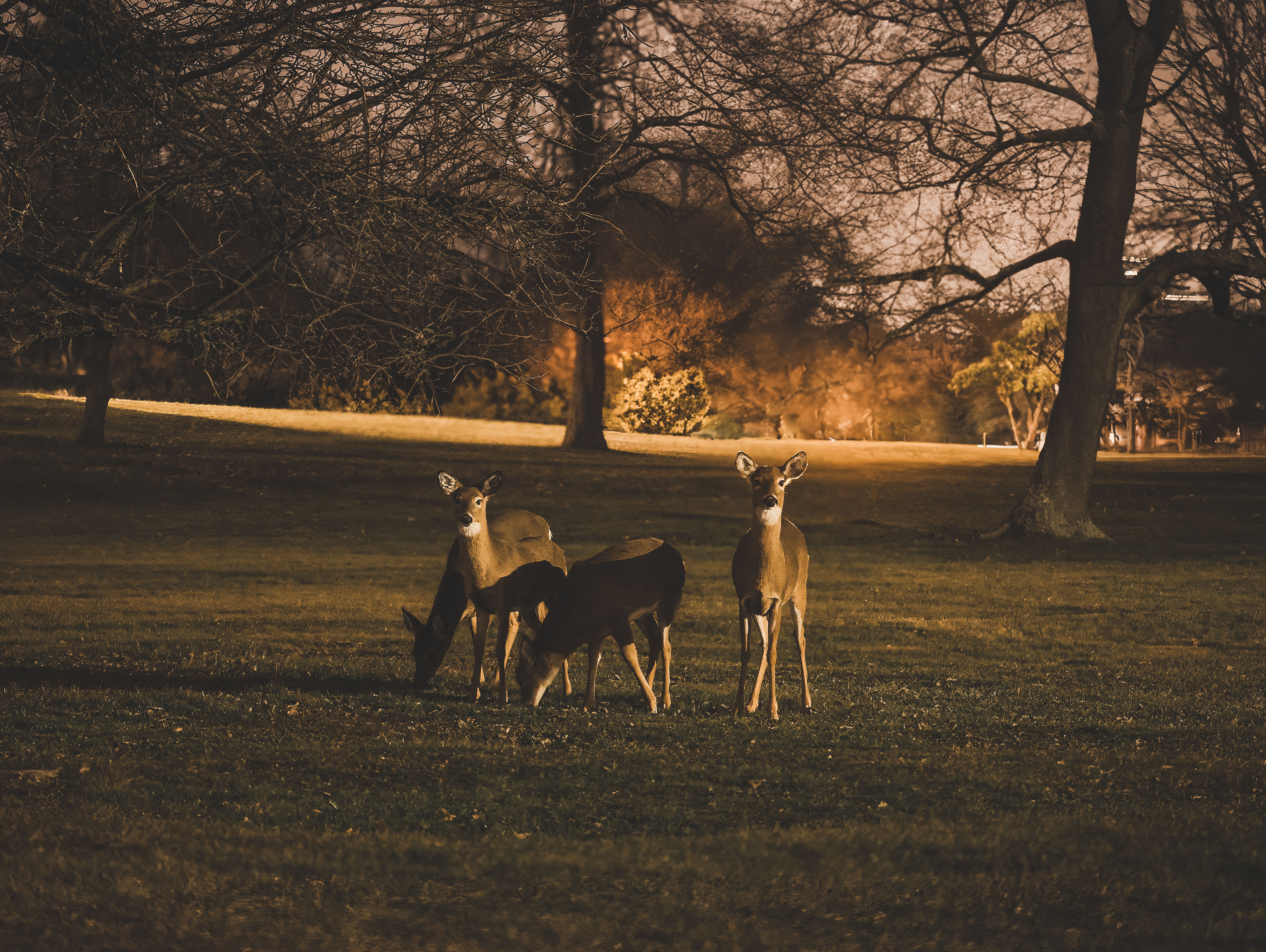 Deer on a Meadow During Sunset · Free Stock Photo