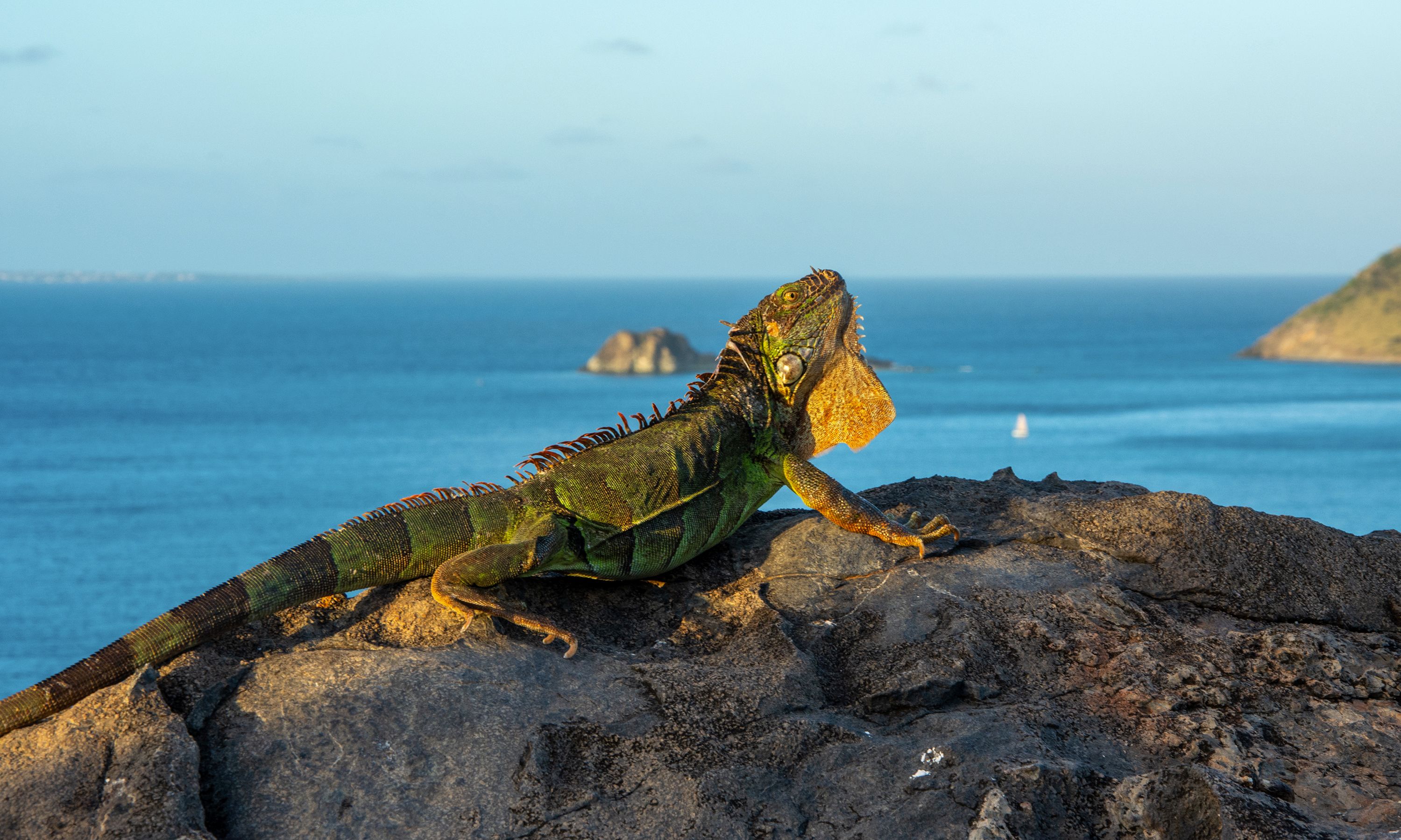 Green Iguana on Rock on Sea Shore · Free Stock Photo