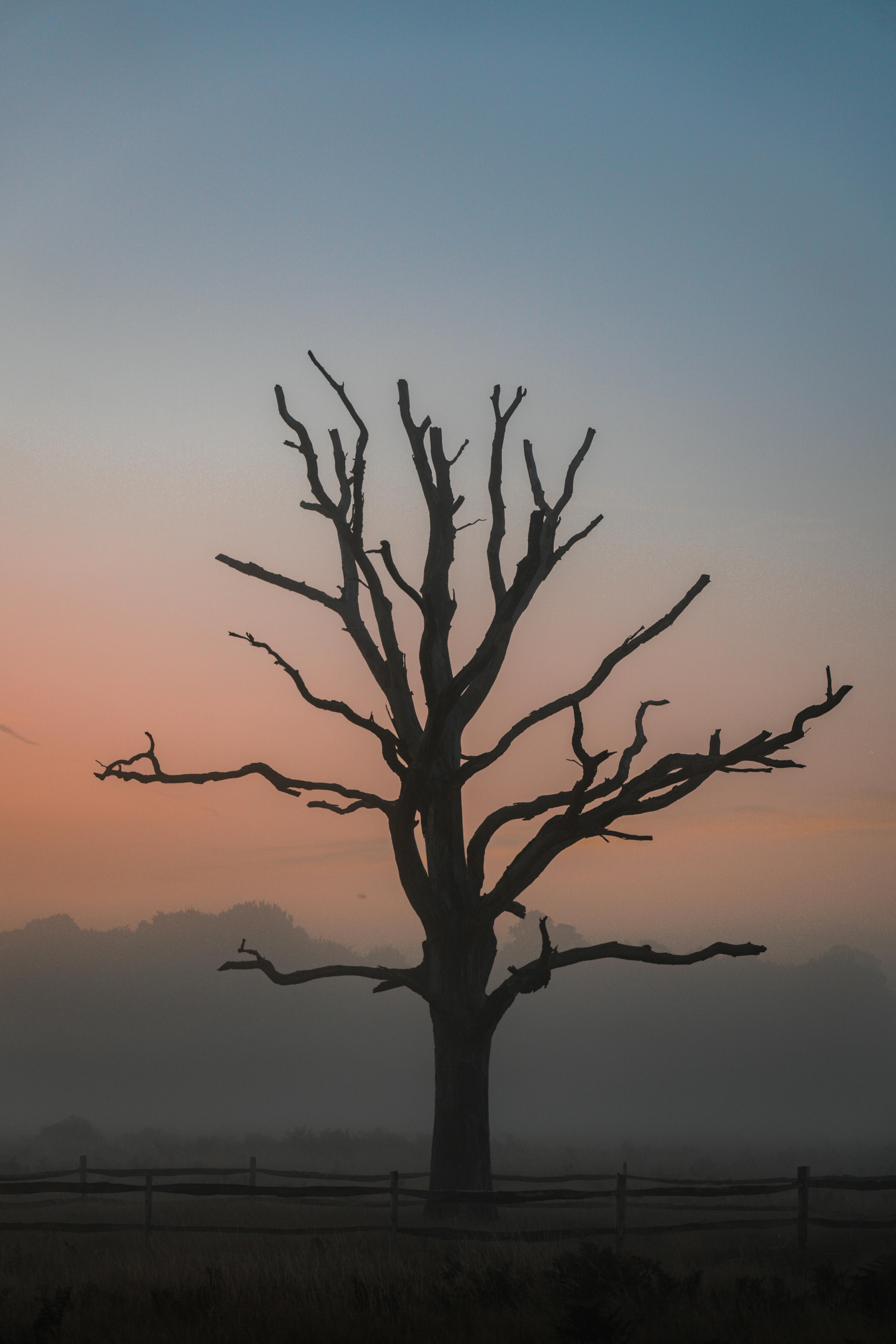 Bare Tree during Sunset · Free Stock Photo