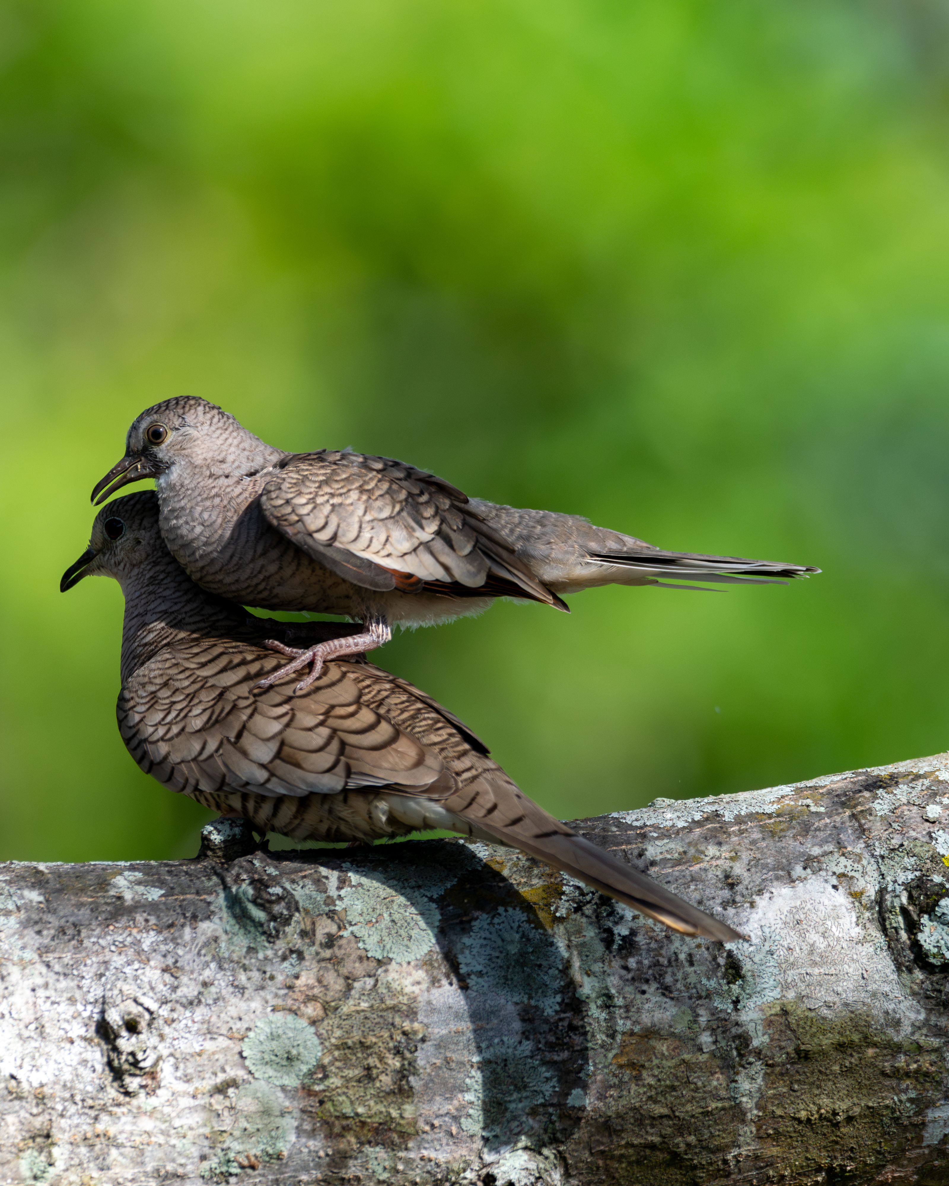 Mourning Doves on Green Grass in Flight · Free Stock Photo