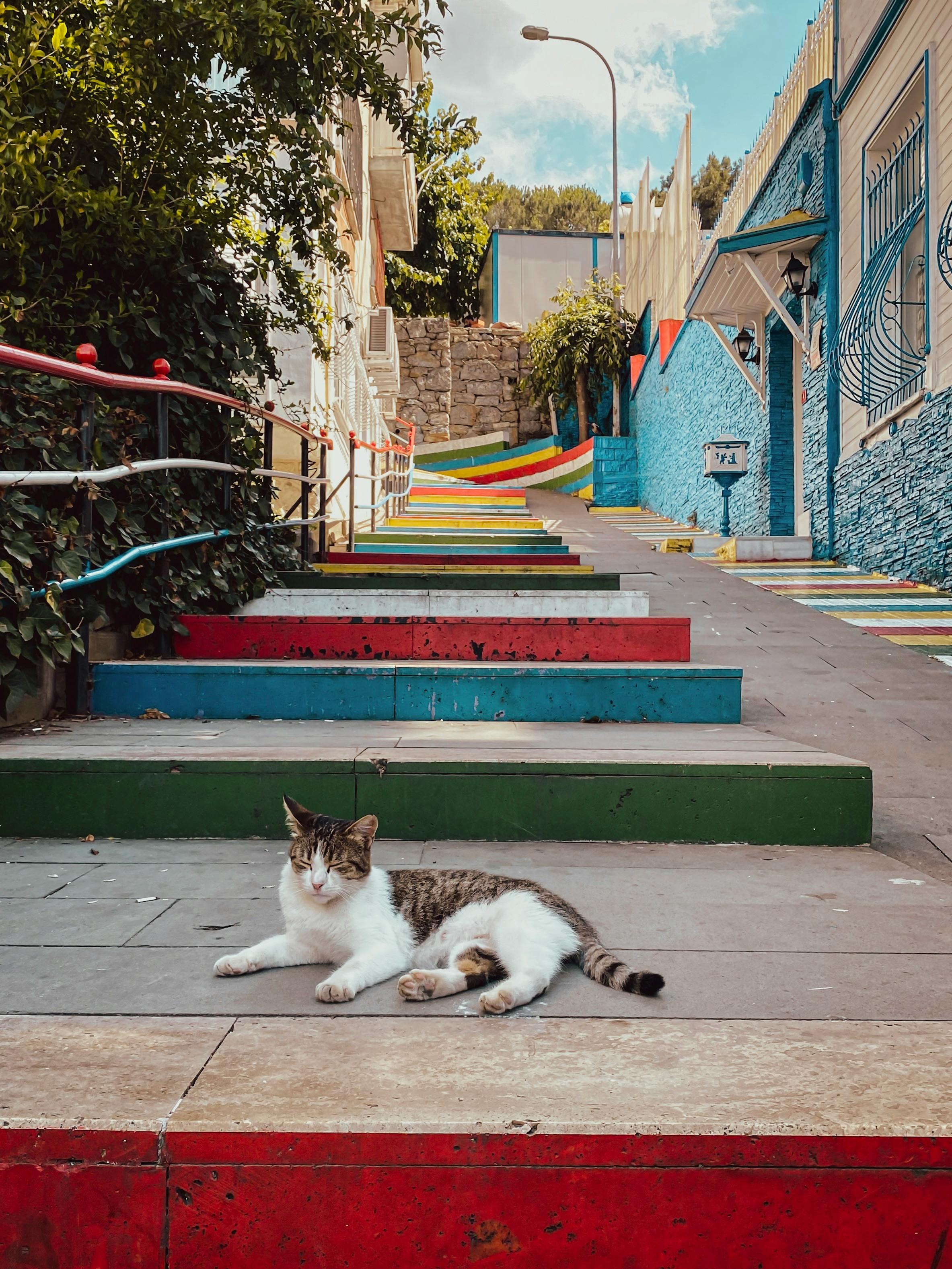 Cat Step Person Photos, Download The BEST Free Cat Step Person Stock ...