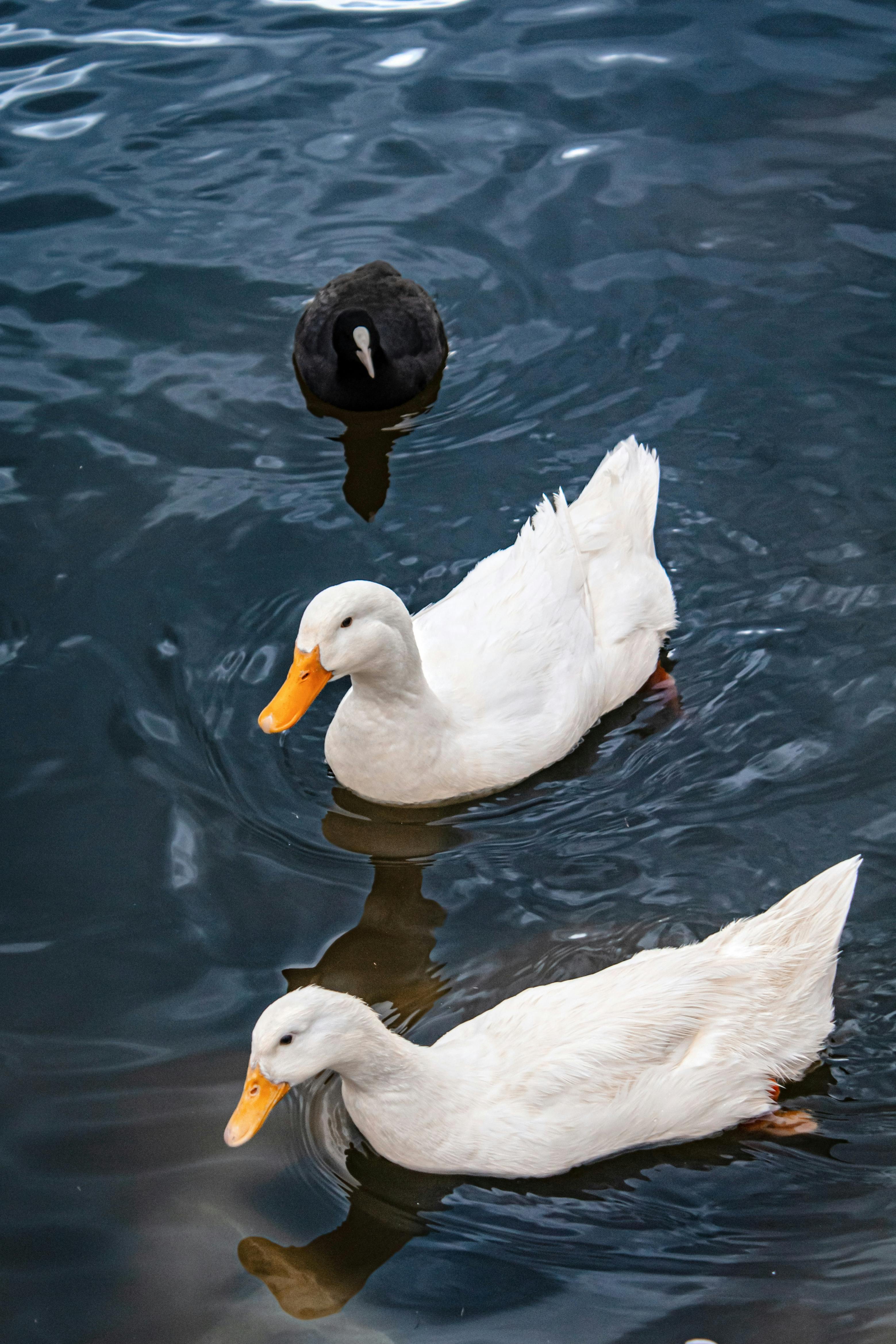 Ducks and Eurasian Coot on Lake · Free Stock Photo
