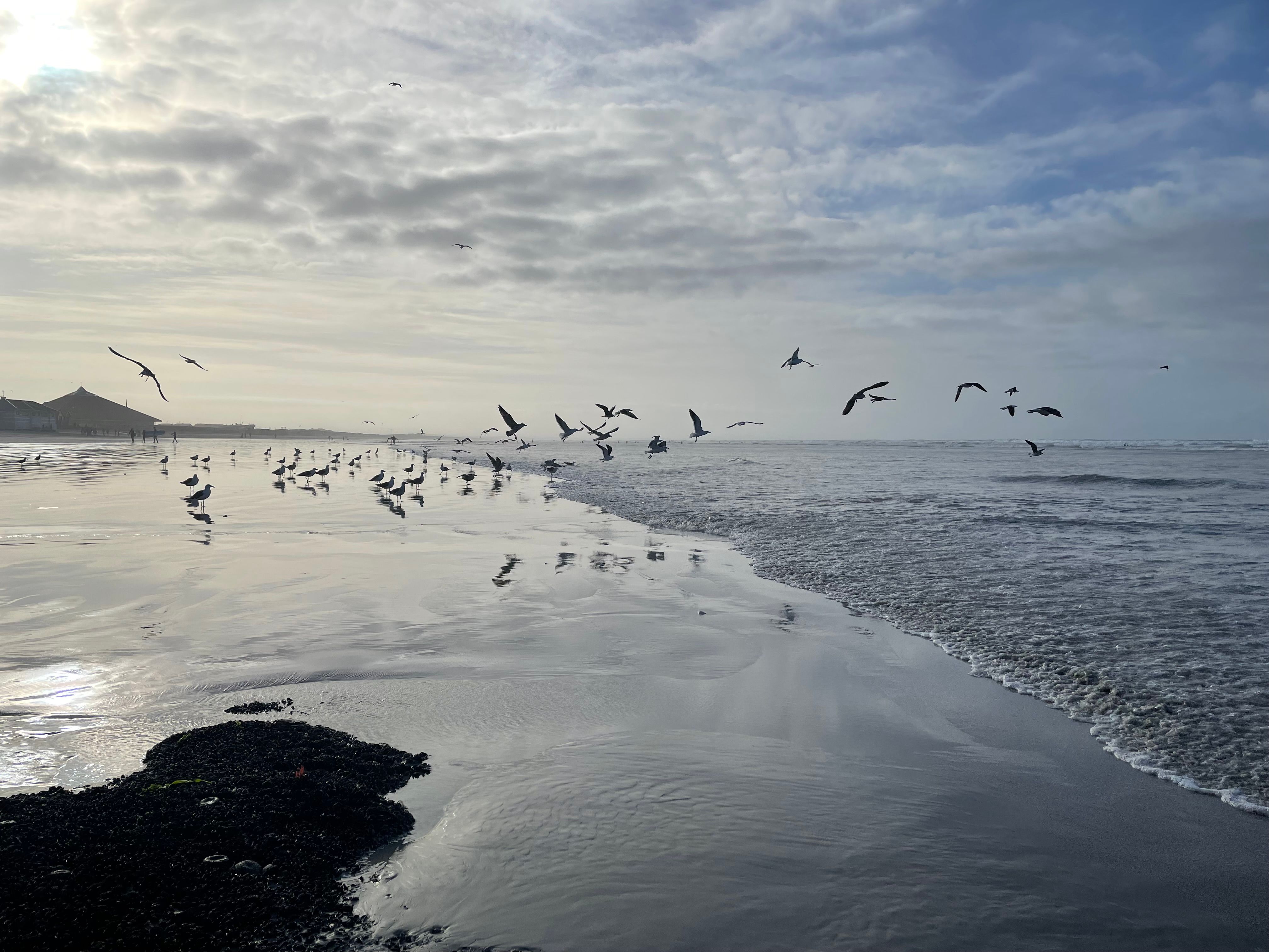 Birds Flying over the Shore · Free Stock Photo