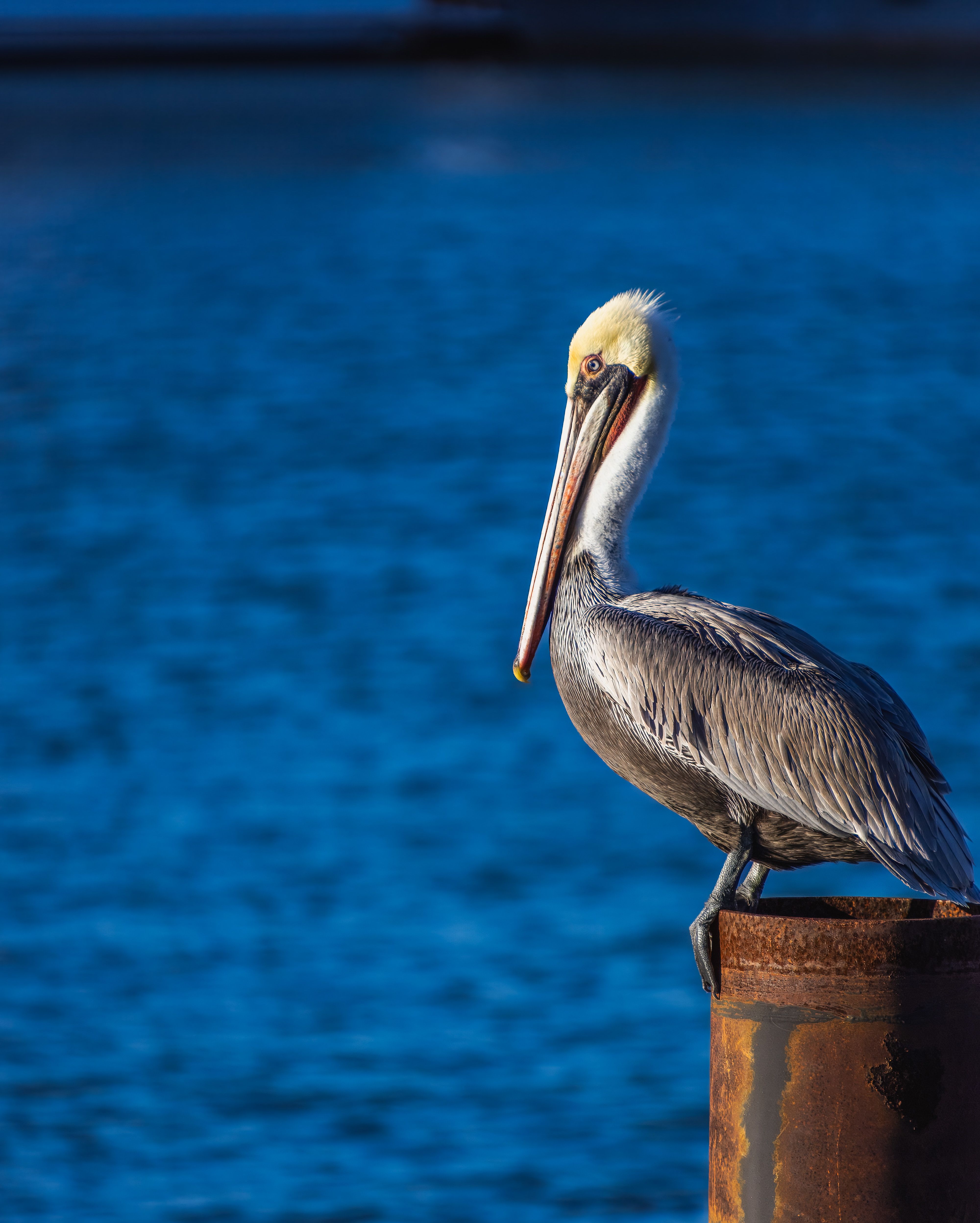 Rusty Pelican Photos, Download The BEST Free Rusty Pelican Stock Photos ...