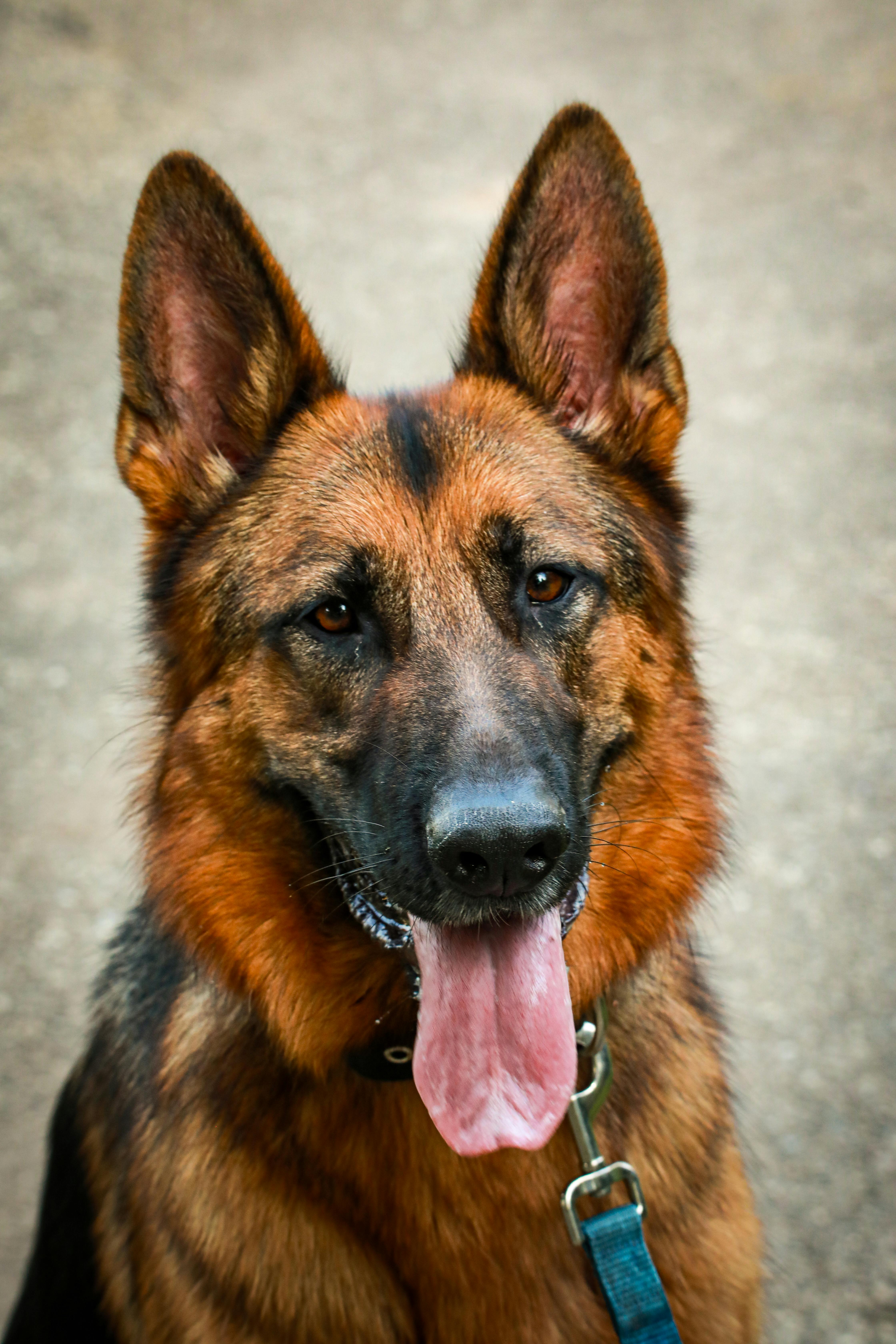 German Shepherd with His Tongue Hanging Out · Free Stock Photo
