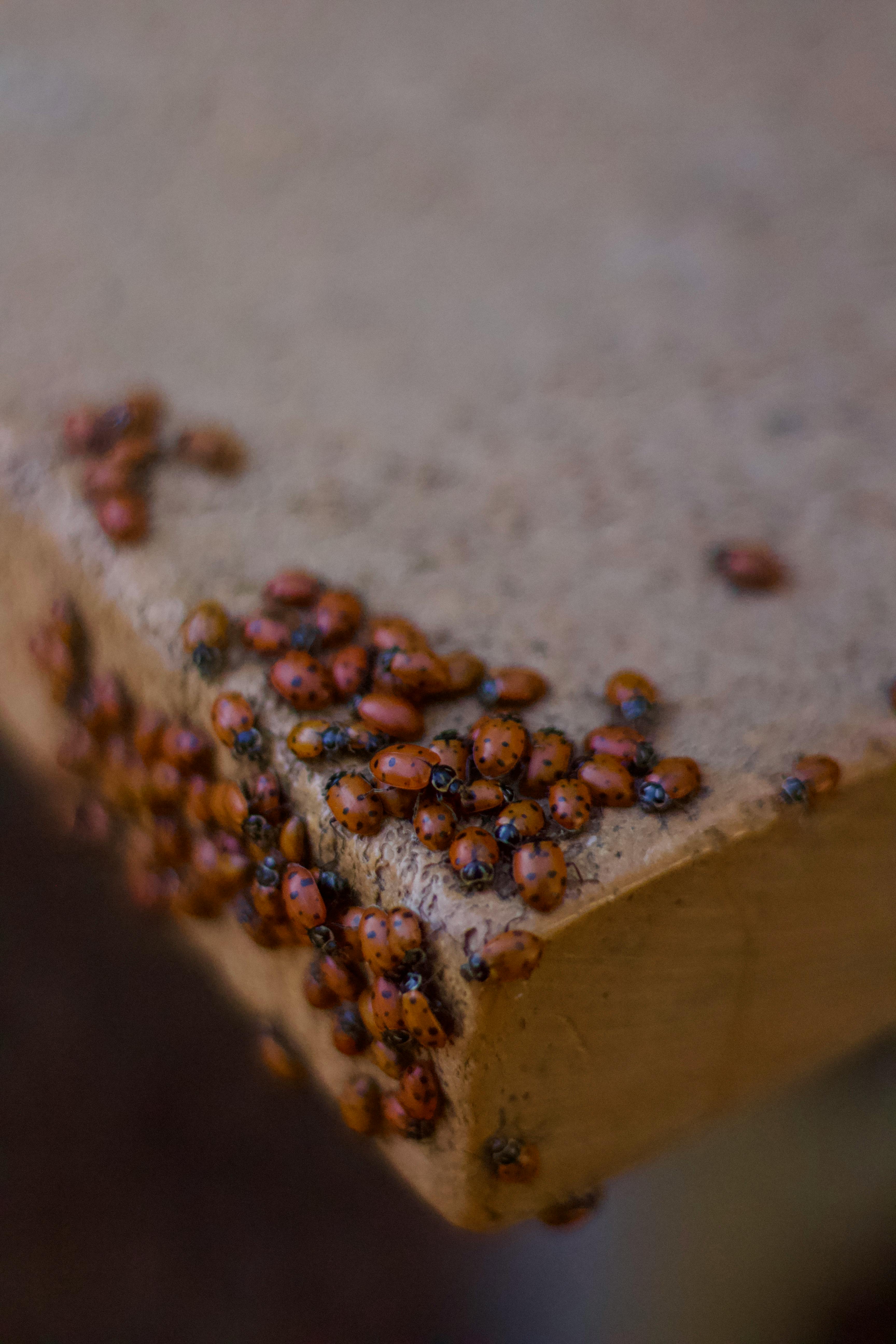 Ladybugs Photos, Download The BEST Free Ladybugs Stock Photos & HD Images