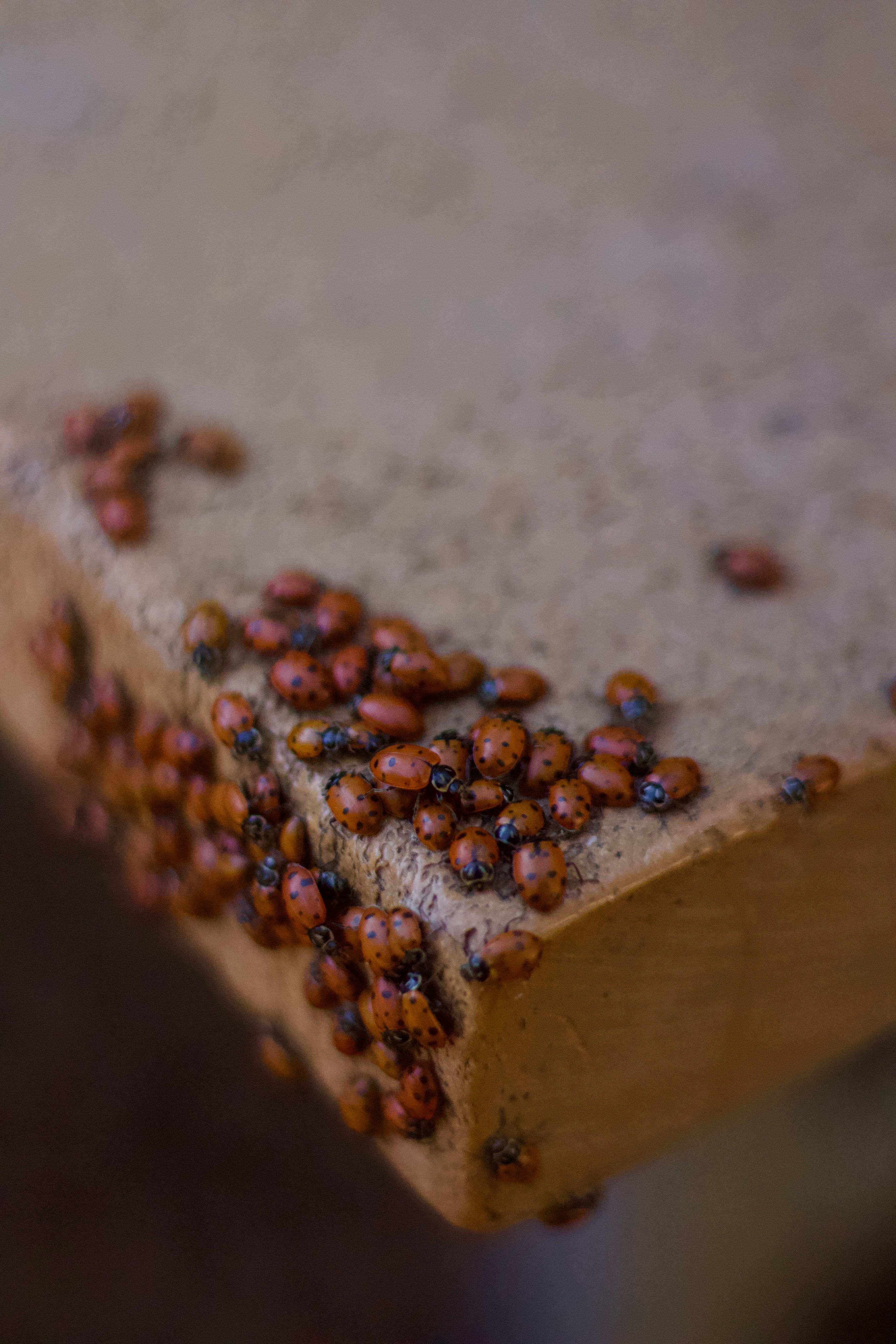 Ladybugs Photos, Download The BEST Free Ladybugs Stock Photos & HD Images