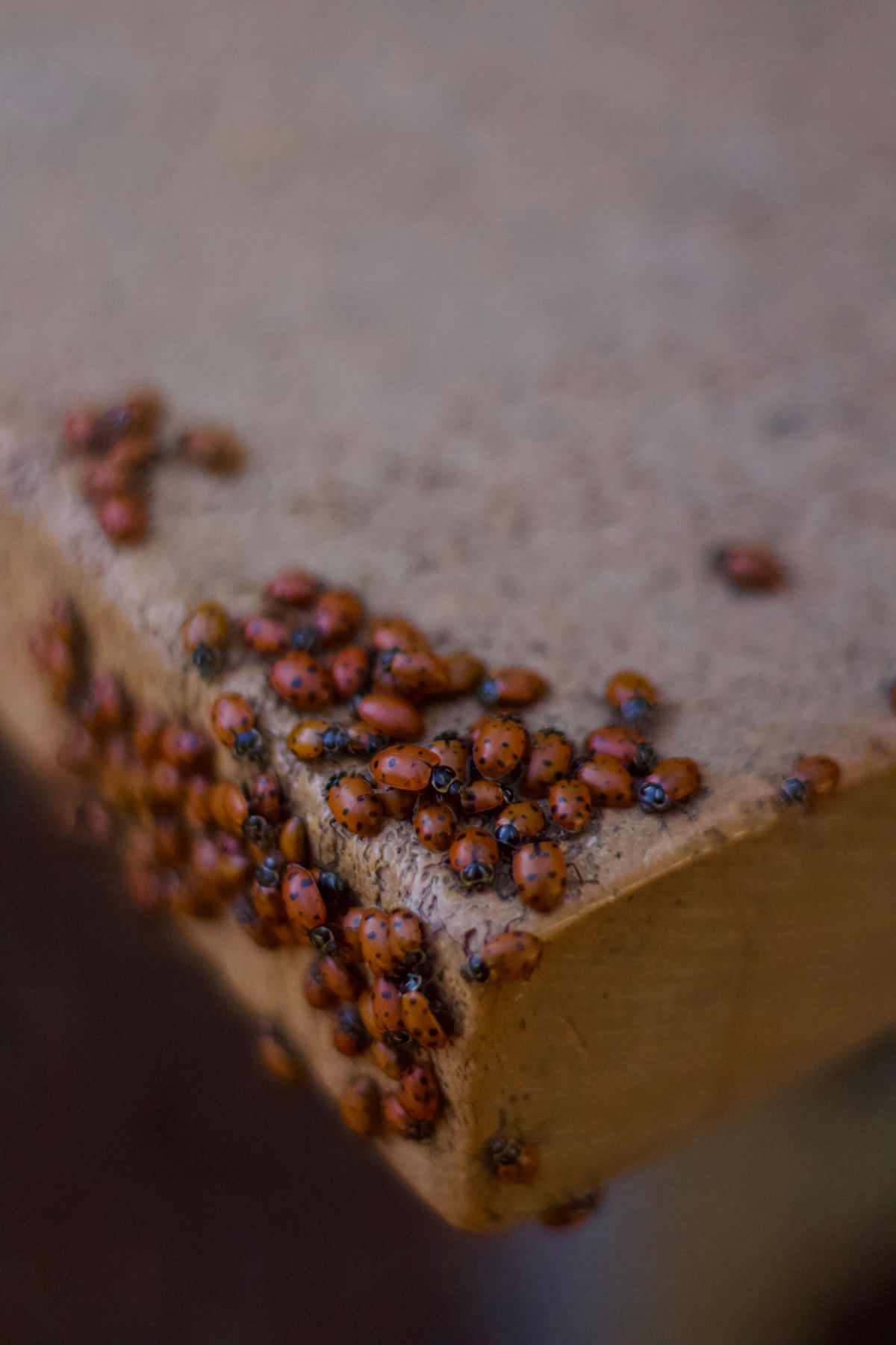 Ladybugs Photos, Download The BEST Free Ladybugs Stock Photos & HD Images