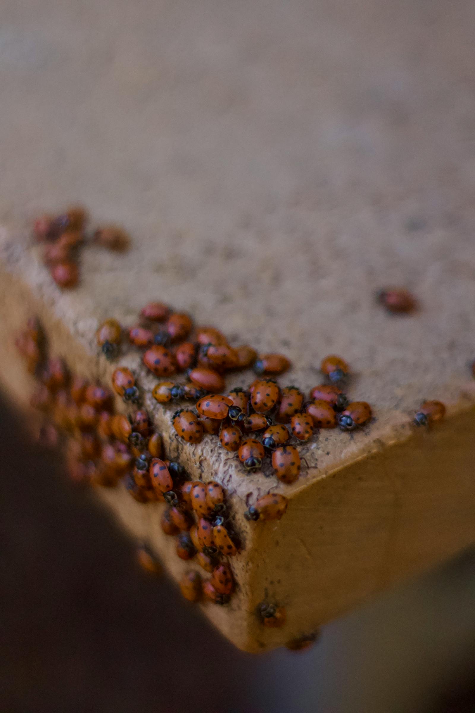 Ladybugs Photos, Download The BEST Free Ladybugs Stock Photos & HD Images