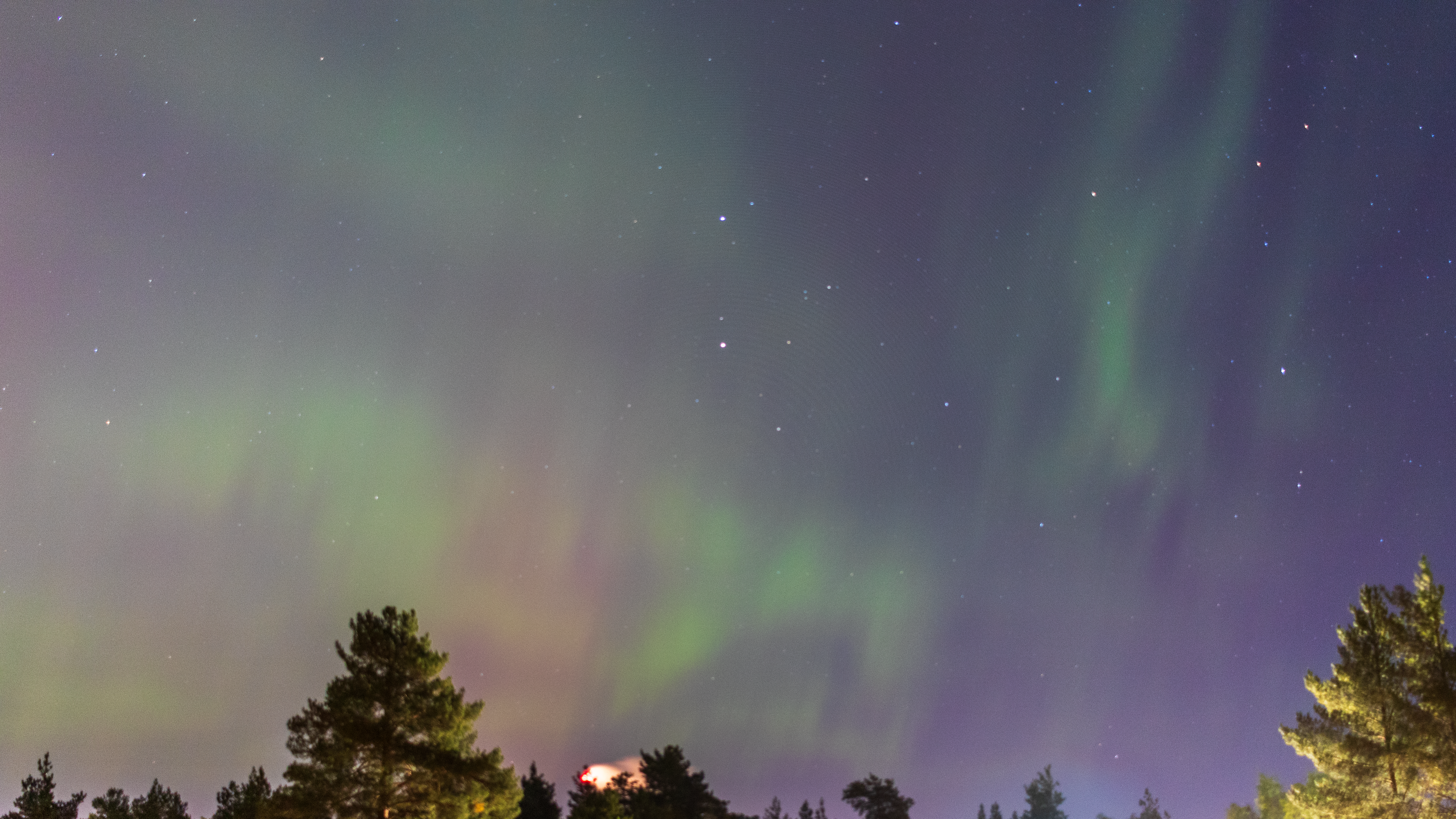 Northern Lights over the Trees · Free Stock Photo